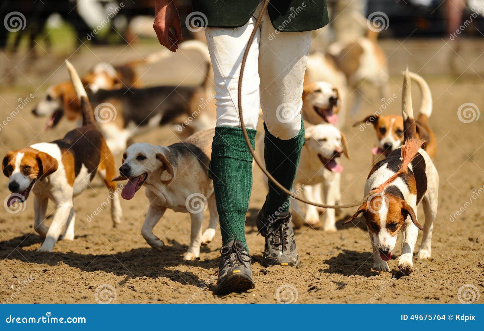 Hunting hounds stock photo. Image of stag, dogs, traditional - 49675764