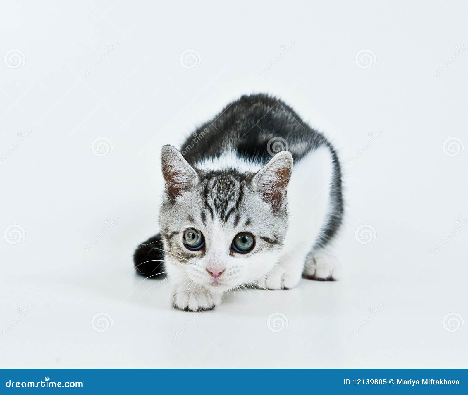 Hunting kitten. stock image. Image of hand, hunter, beautiful - 12139805