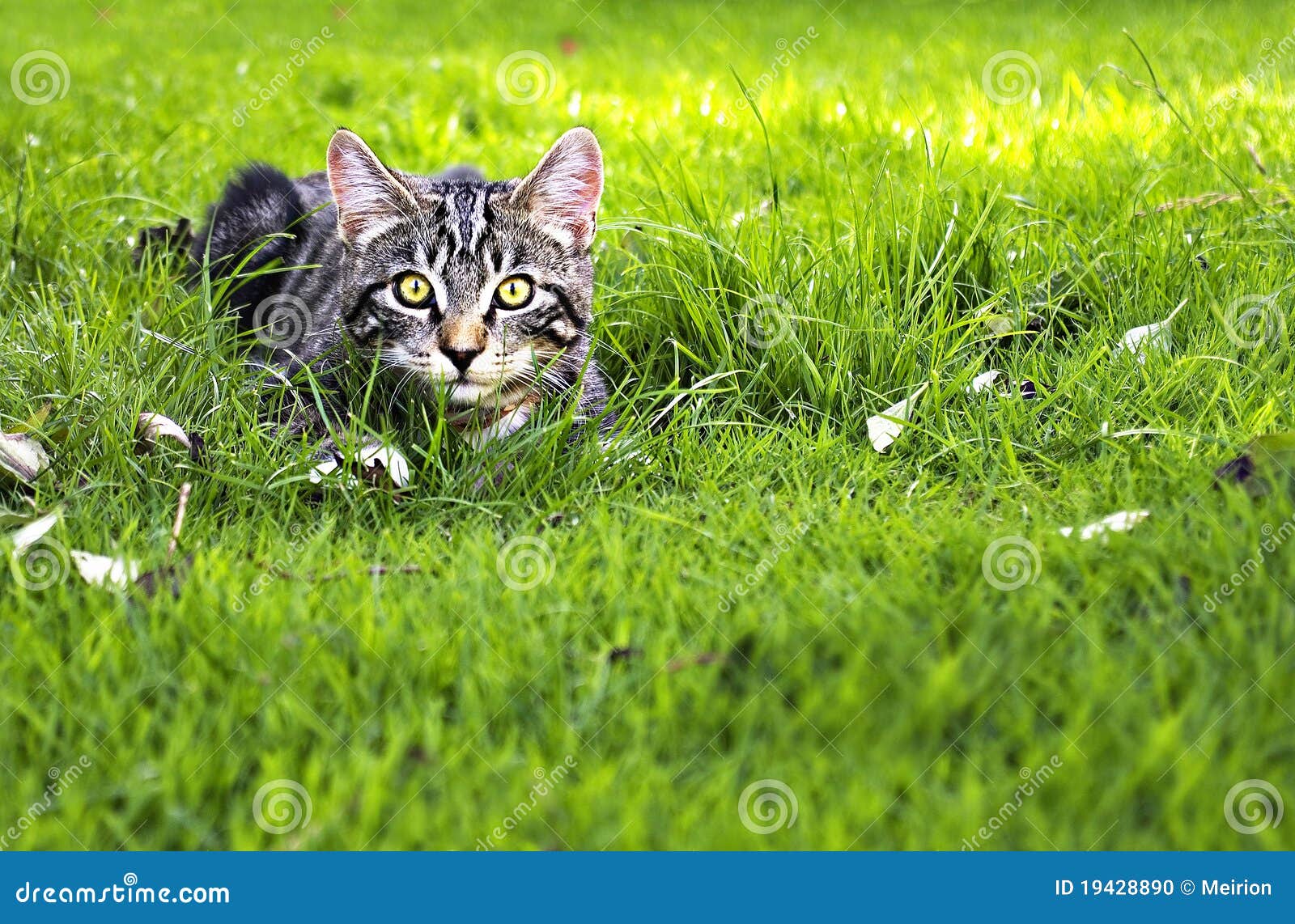 Hunting kitten stock photo. Image of curious, attentive - 19428890
