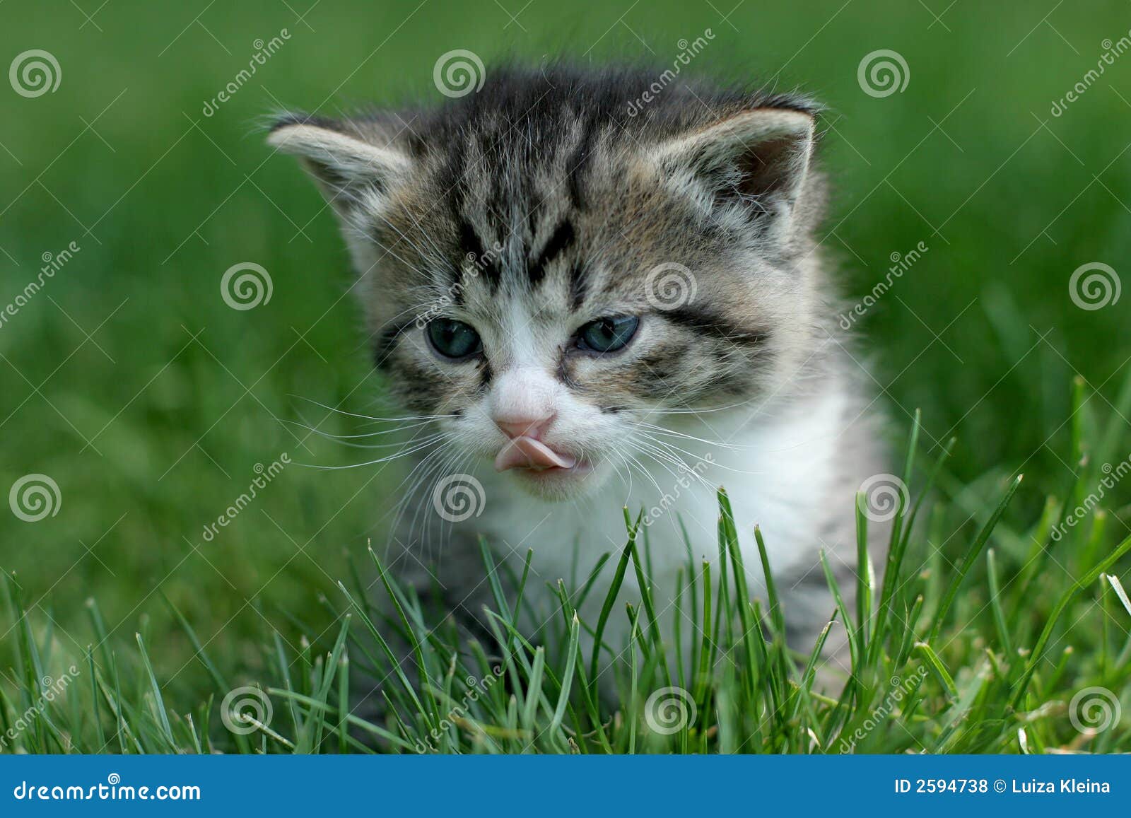 Hunting kitty stock photo. Image of investigate, wild - 2594738