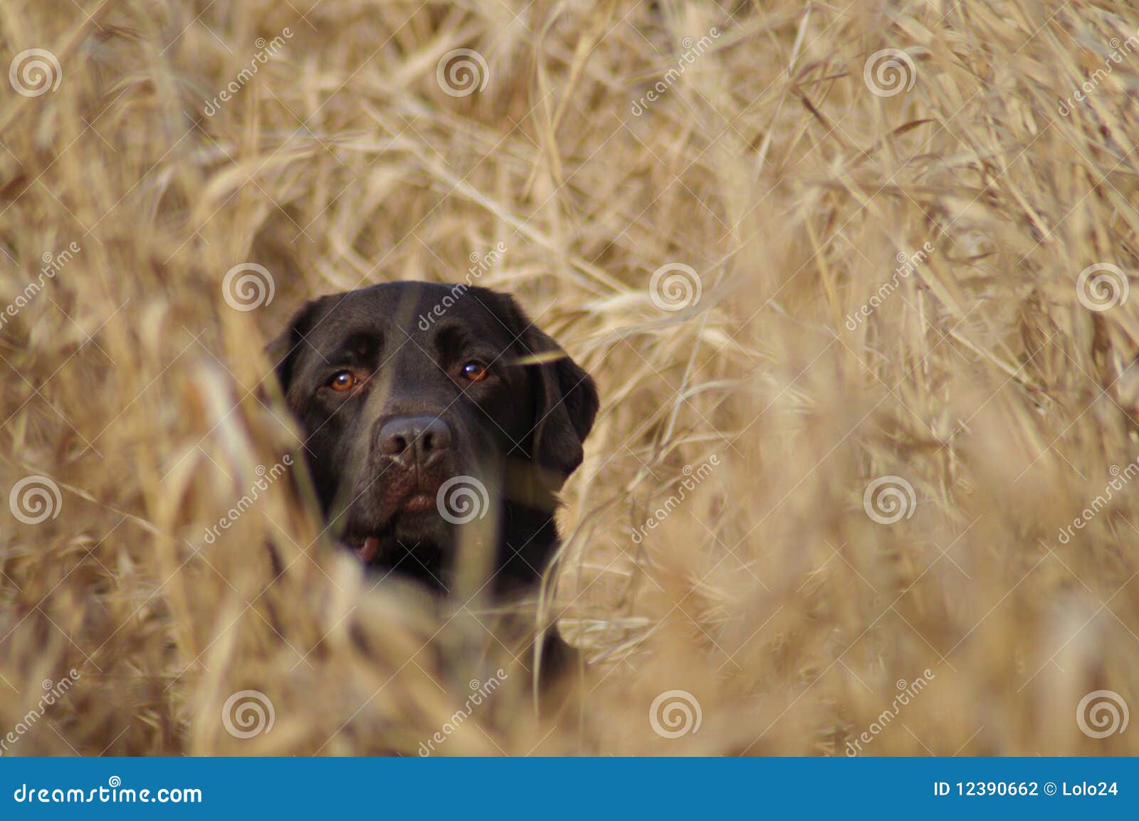 Hunting Labrador stock photo. Image of retriever, breed - 12390662