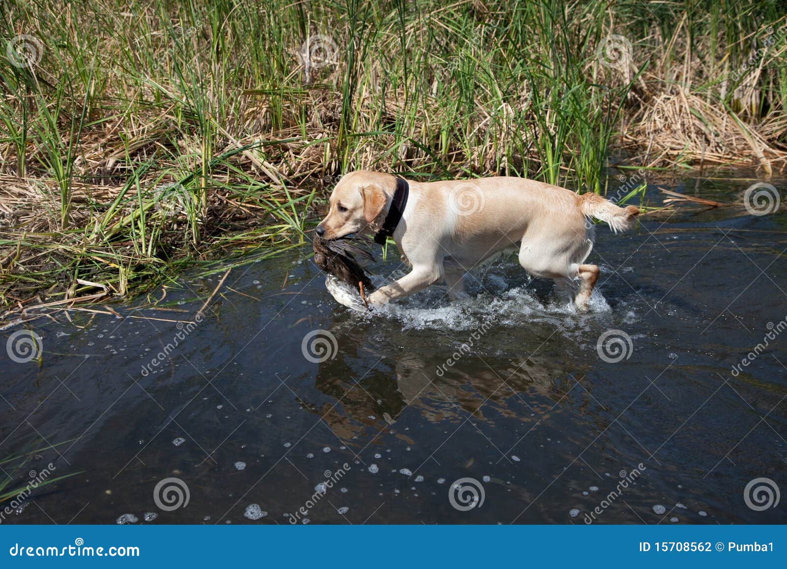 Hunting Labrador Retriever Stock Photo | CartoonDealer.com #1450800