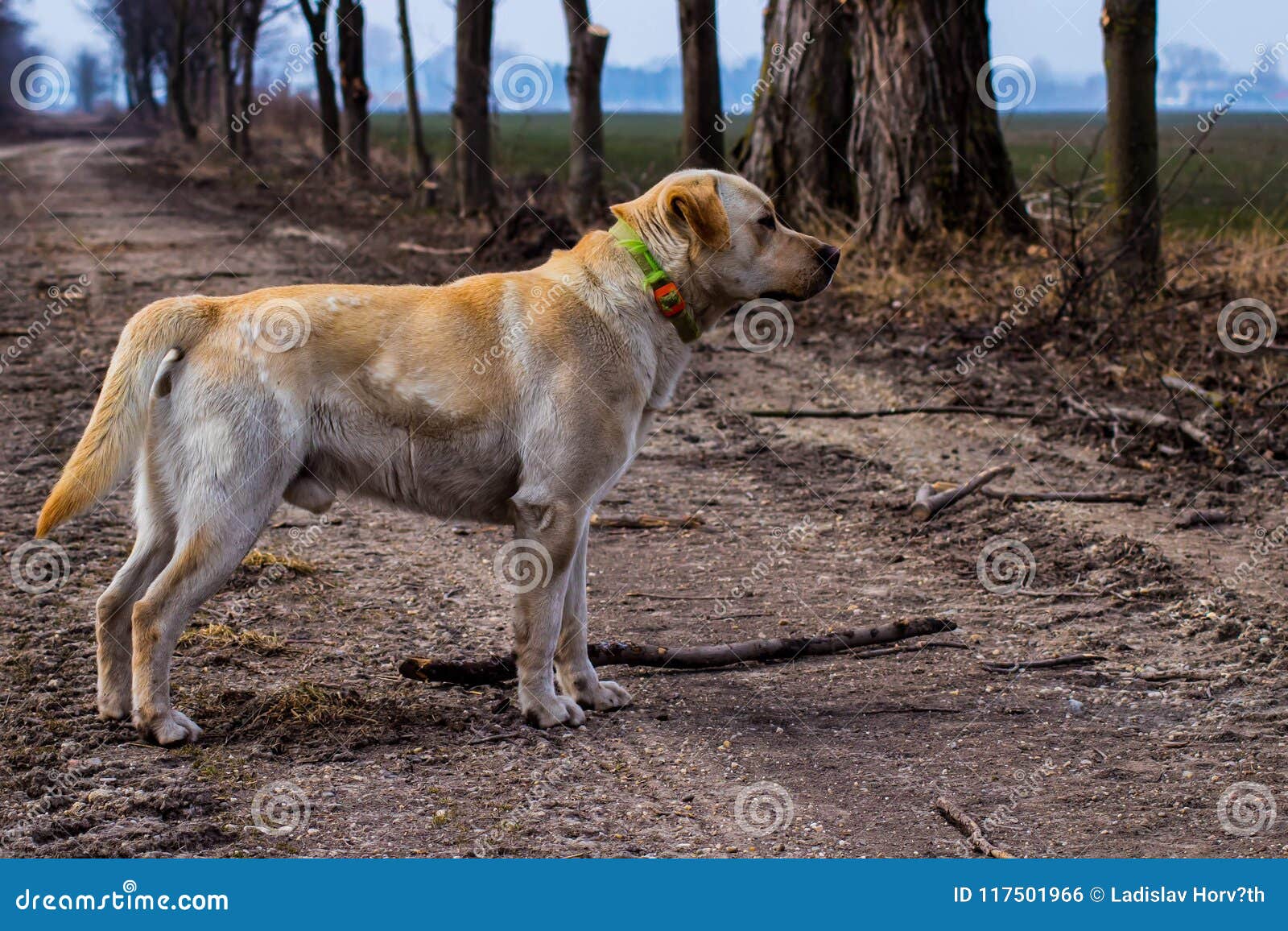 Hunting Labrador Retriever Stock Photo | CartoonDealer.com #1450800