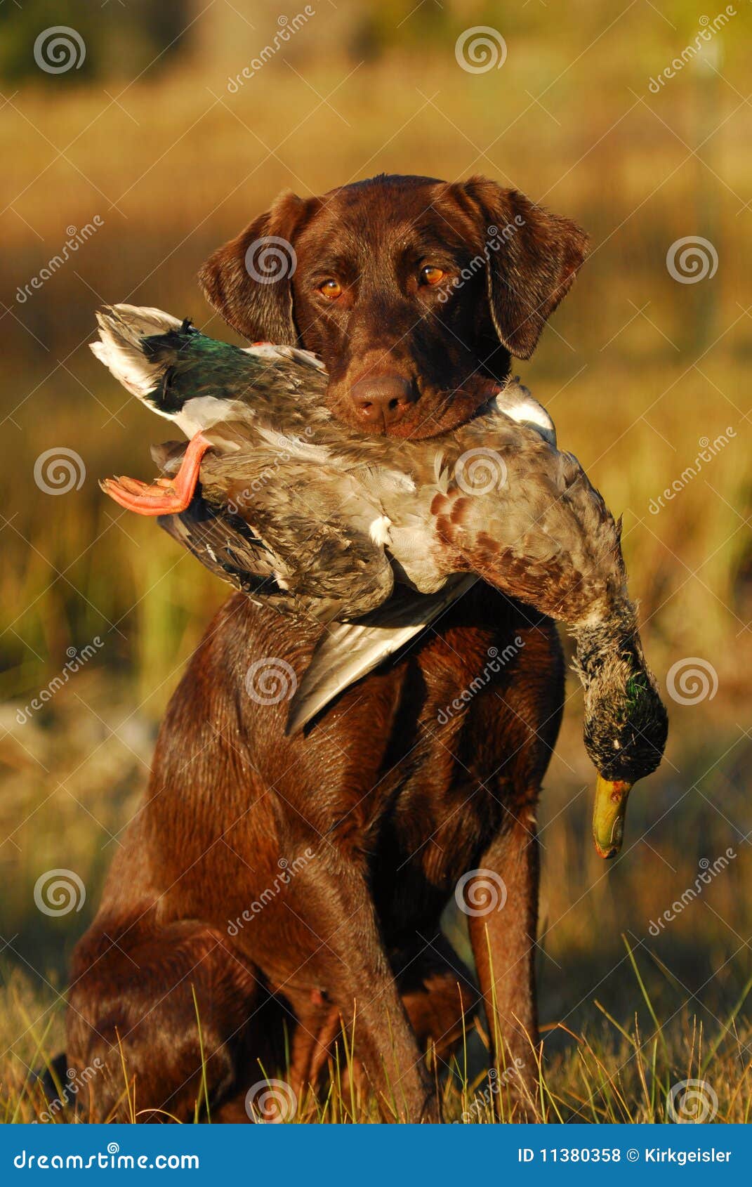 Hunting Labrador Retriever stock photo. Image of obedient - 11380358