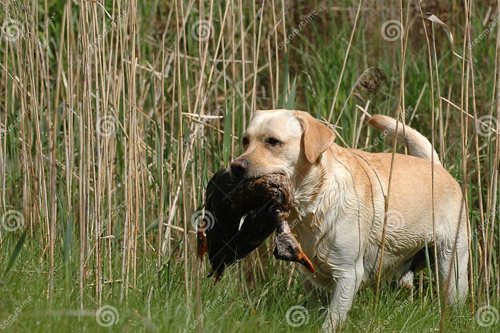 Hunting labrador retriever stock photo. Image of yellow - 1450800