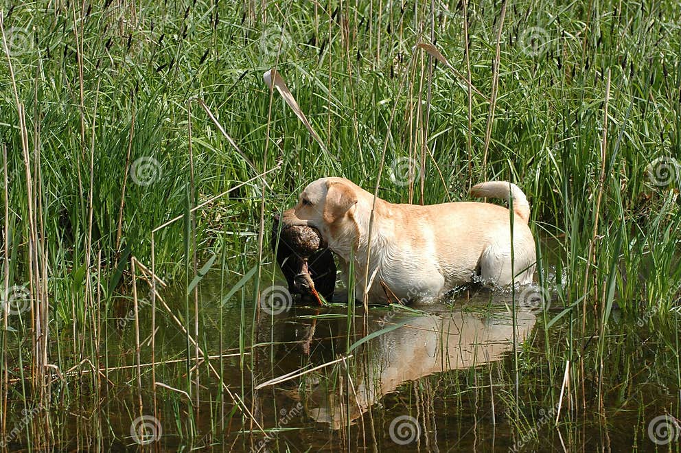 Hunting labrador retriever stock image. Image of hunt - 1450937
