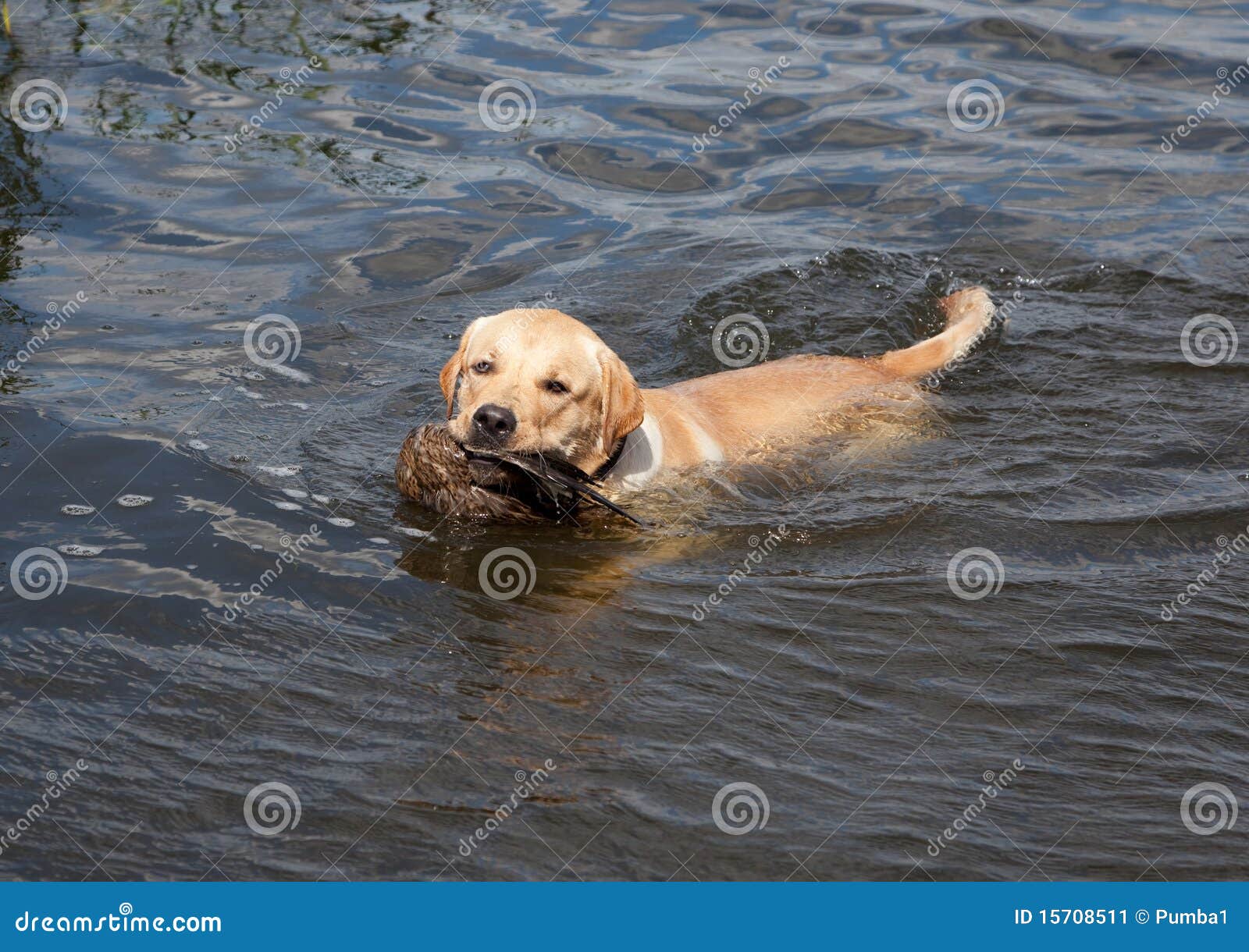 Hunting labrador retriever stock image. Image of beautiful - 15708511