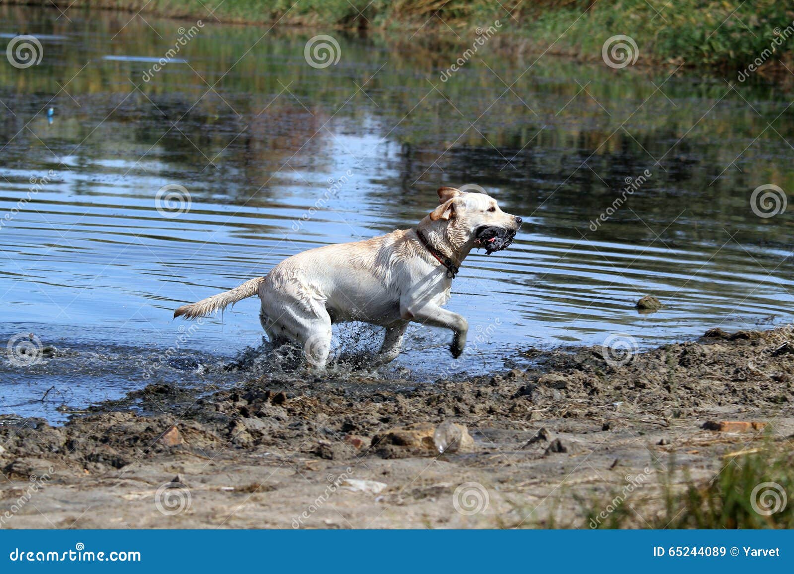 A hunting labrador stock image. Image of labrador, decoy - 65244089