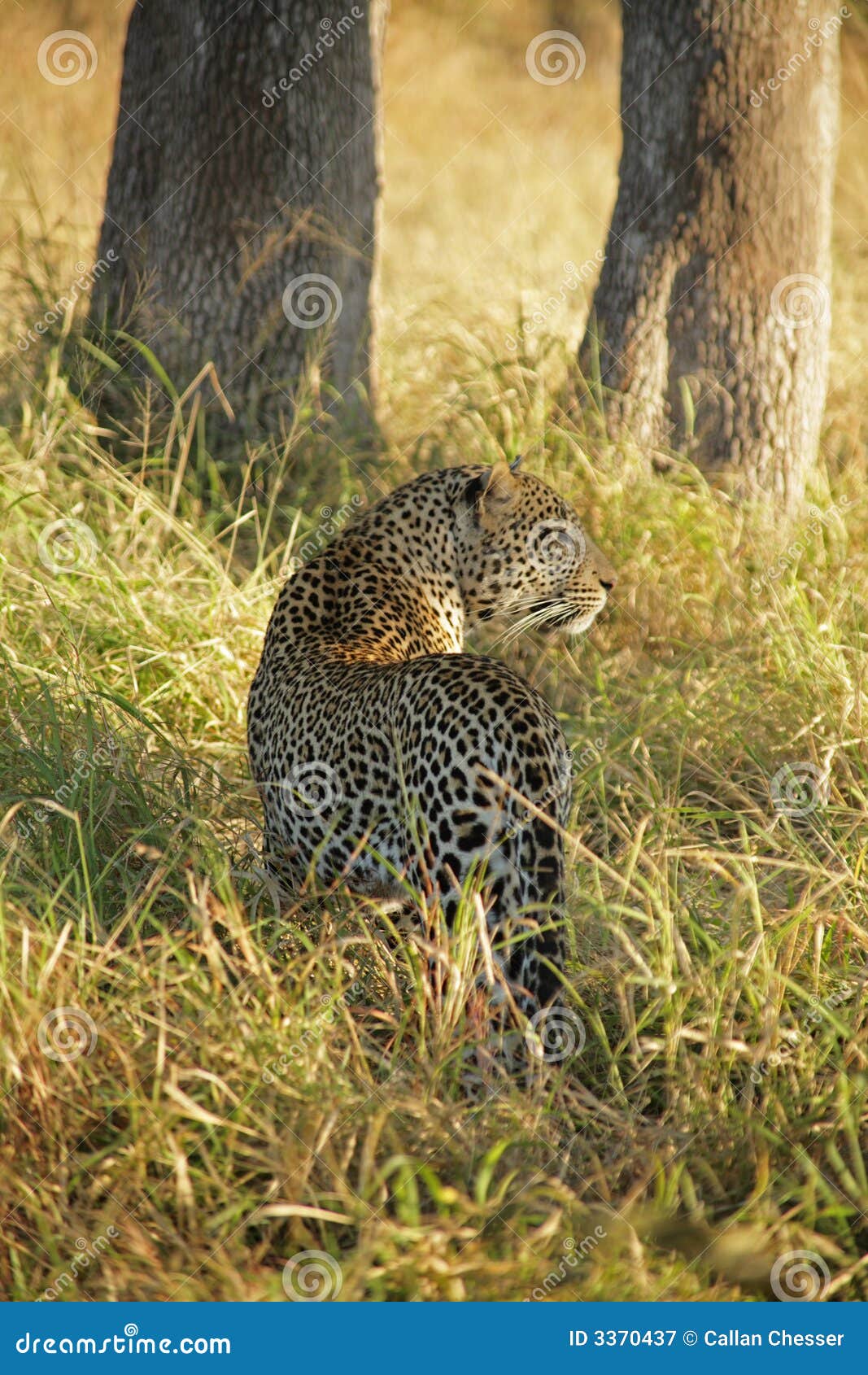 Hunting Leopard stock image. Image of africa, kenya, feline - 3370437