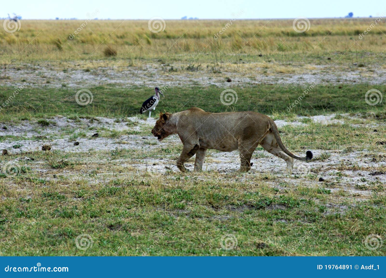 Hunting lioness stock image. Image of carnivores, like - 19764891