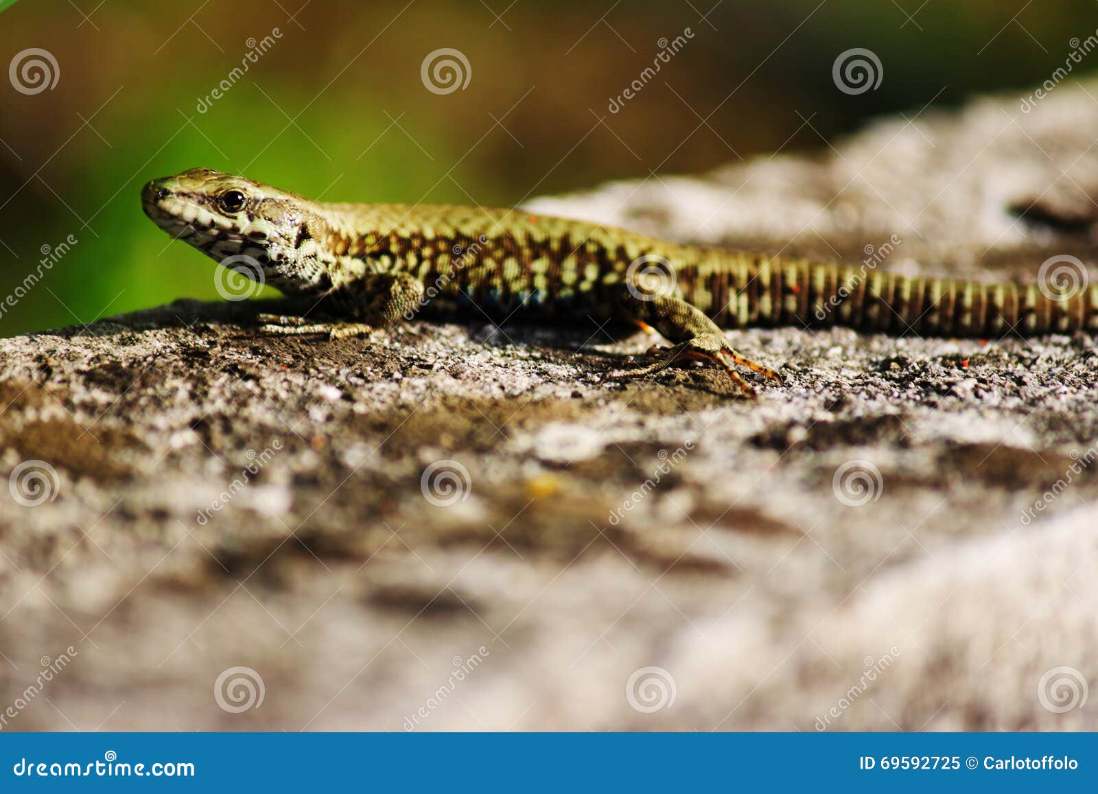 Hunting lizard stock image. Image of wait, reptile, spring - 69592725