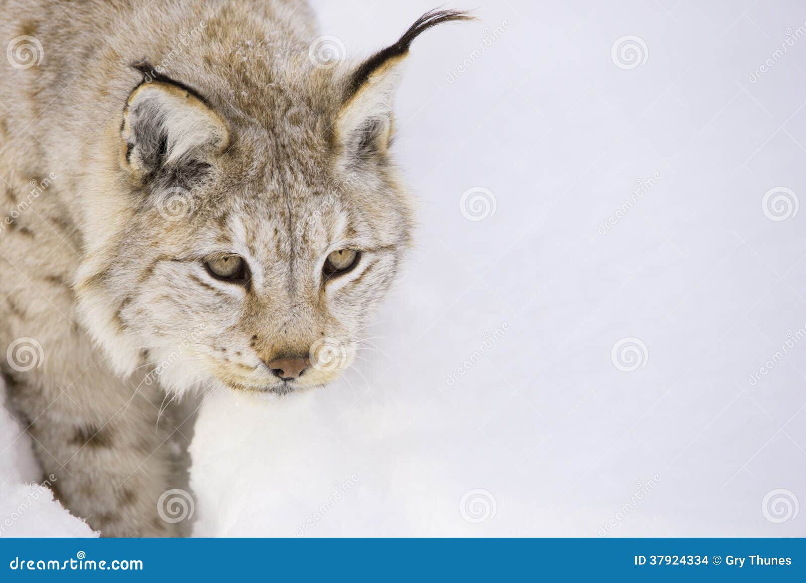 Hunting lynx stock photo. Image of animal, woods, predators - 37924334