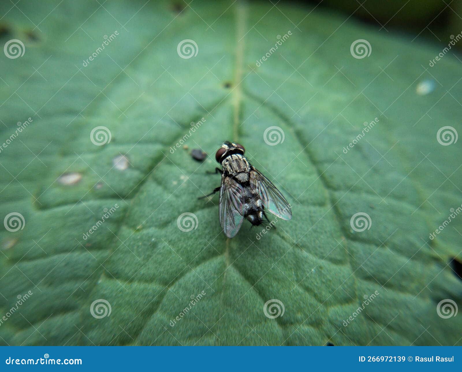 Hunting Macro Photos of Flies Around the House Stock Image - Image of ...