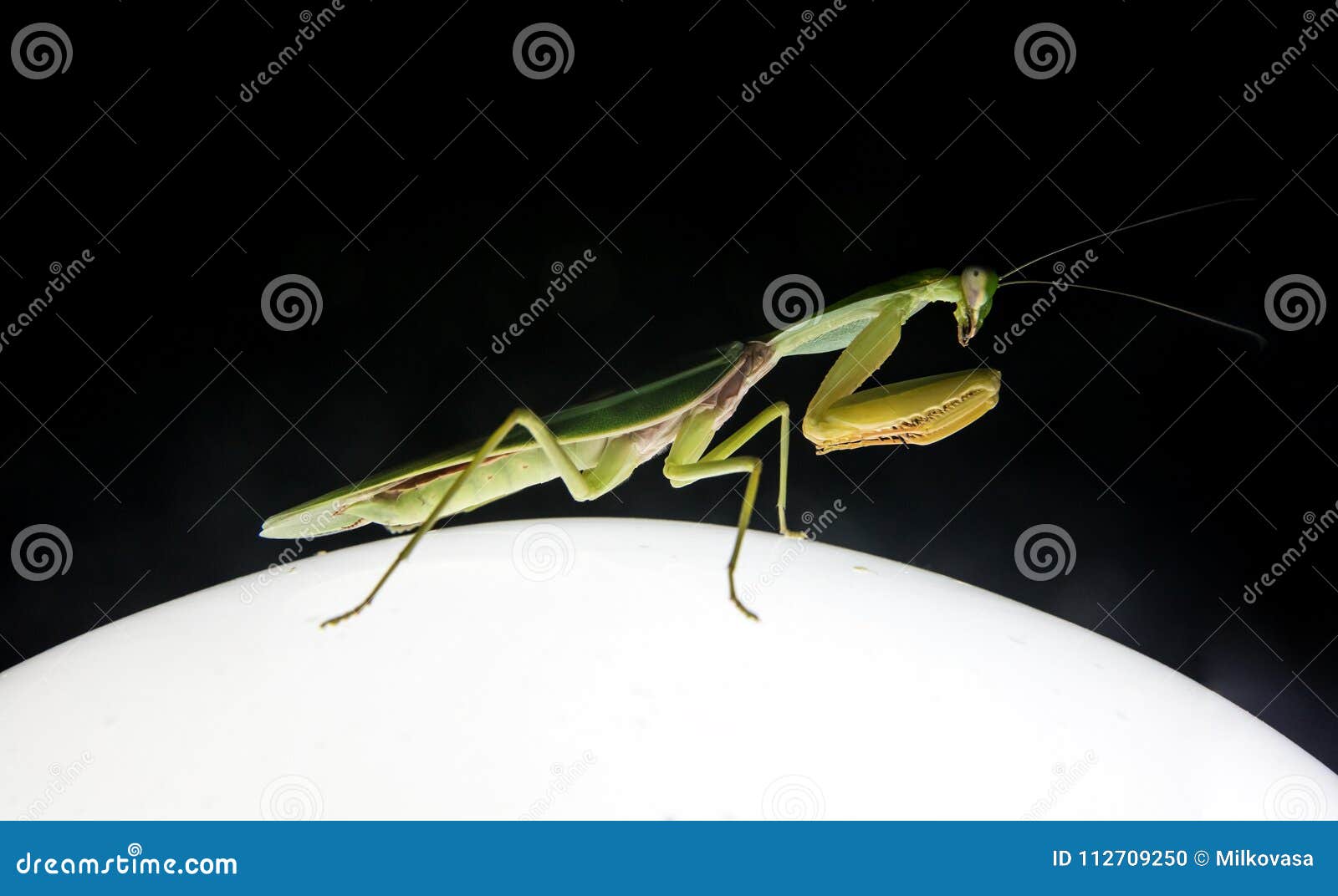 Hunting Mantis in the Night Stock Photo - Image of detail, mantis ...