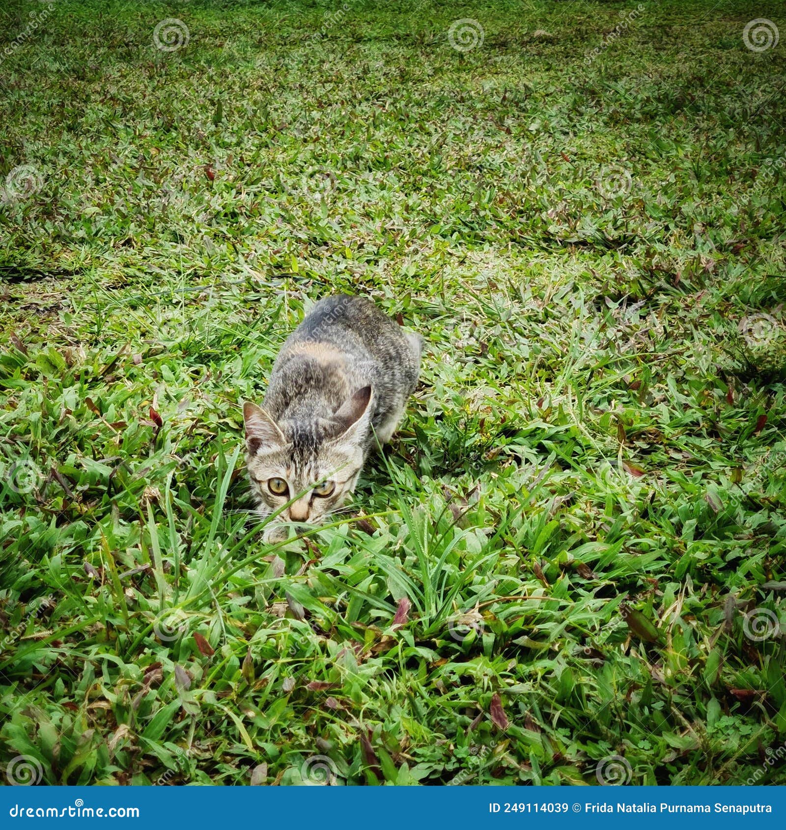 Hunting Mode Cat stock image. Image of cateyes, focus - 249114039