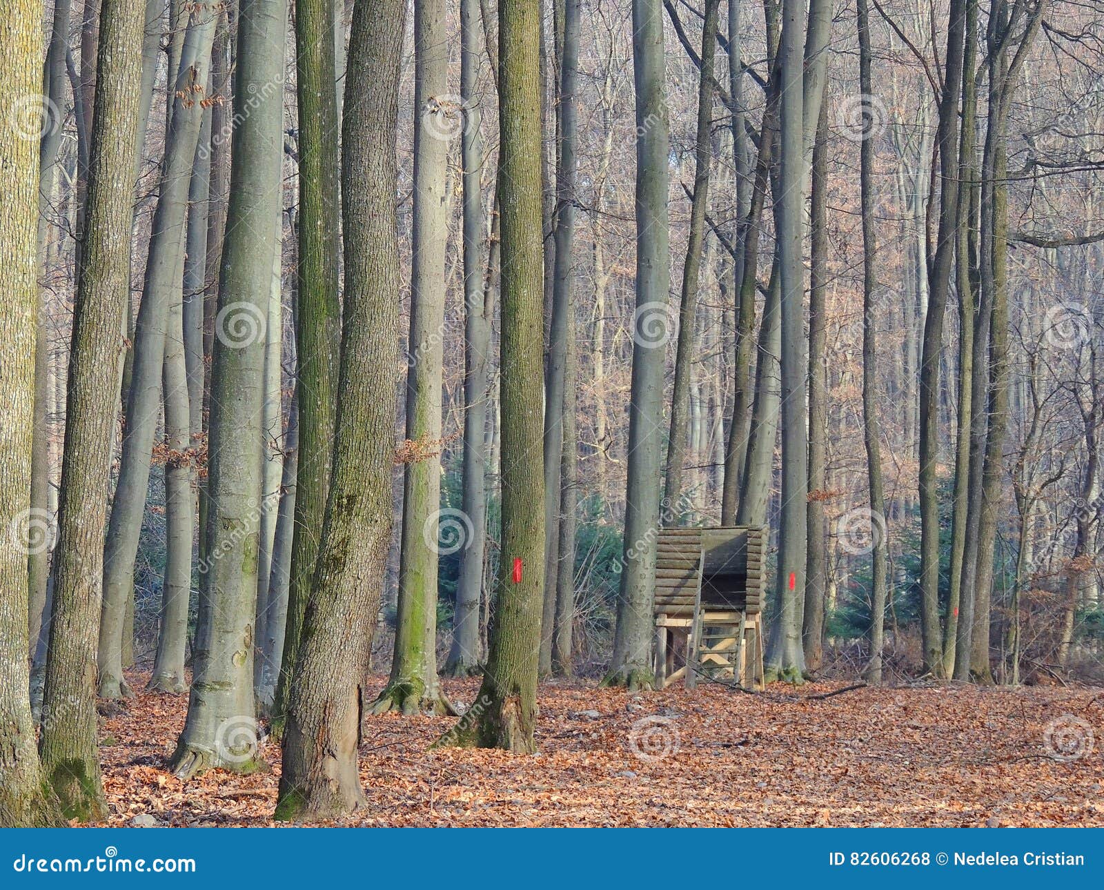 Hunting observatory stock photo. Image of trees, observatory - 82606268