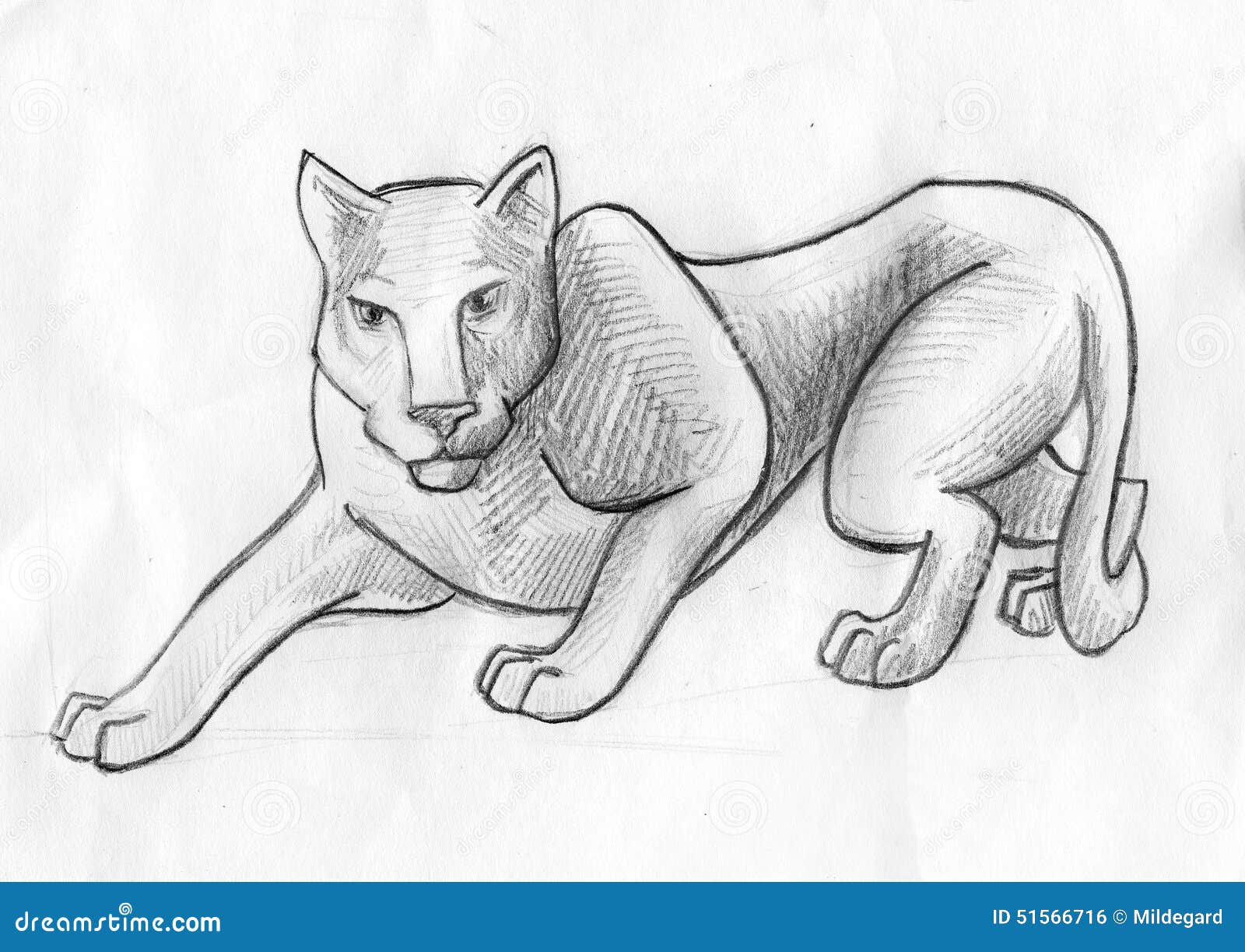 Panther Pencil Drawing