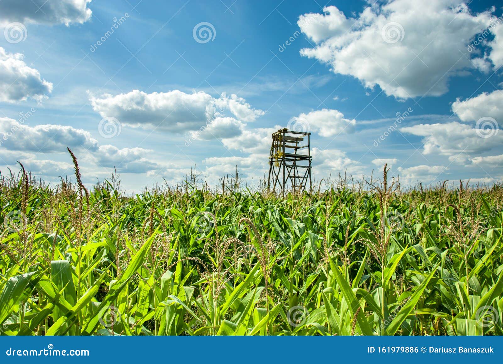 Hunting Platform Set in a Corn Field, White Clouds on a Sky Stock Photo ...