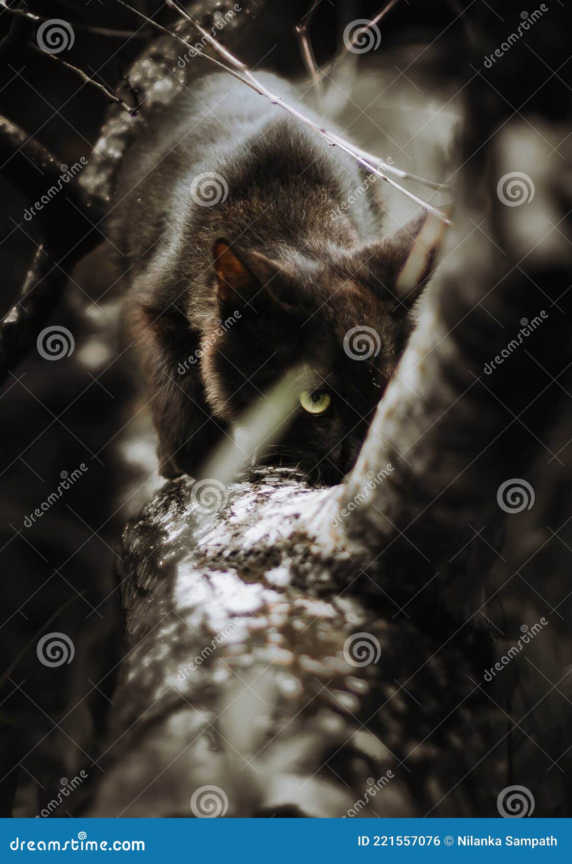 The Hunting Positioning of the Dark-skinned Cat Lowered His Body and ...