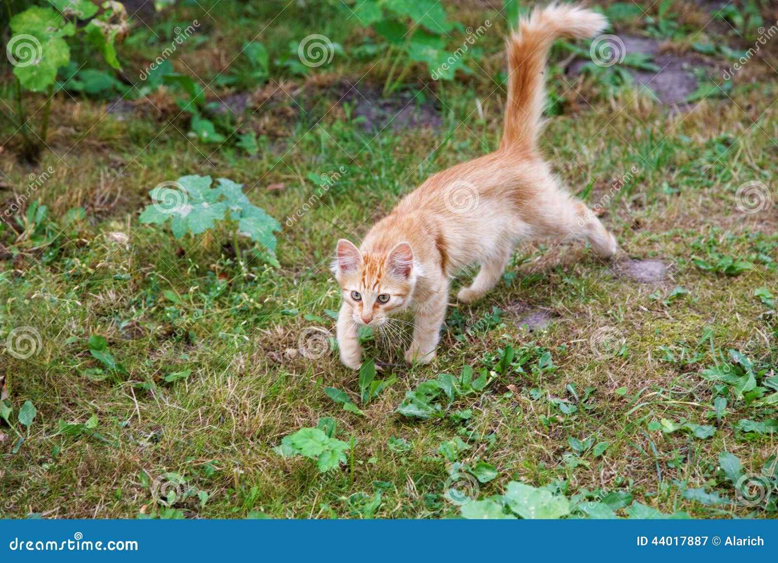Hunting red cat stock image. Image of feline, furry, pets - 44017887