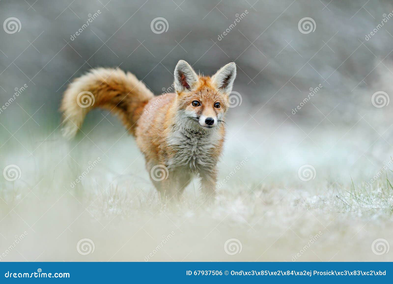Hunting Red Fox in Snow Winter Stock Photo - Image of snow, mammal ...