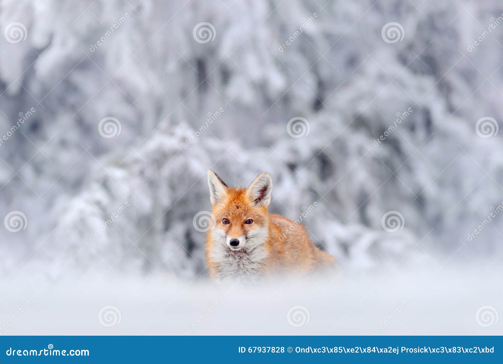 Hunting Red Fox in Snow Winter Stock Photo - Image of snowy, portrait ...