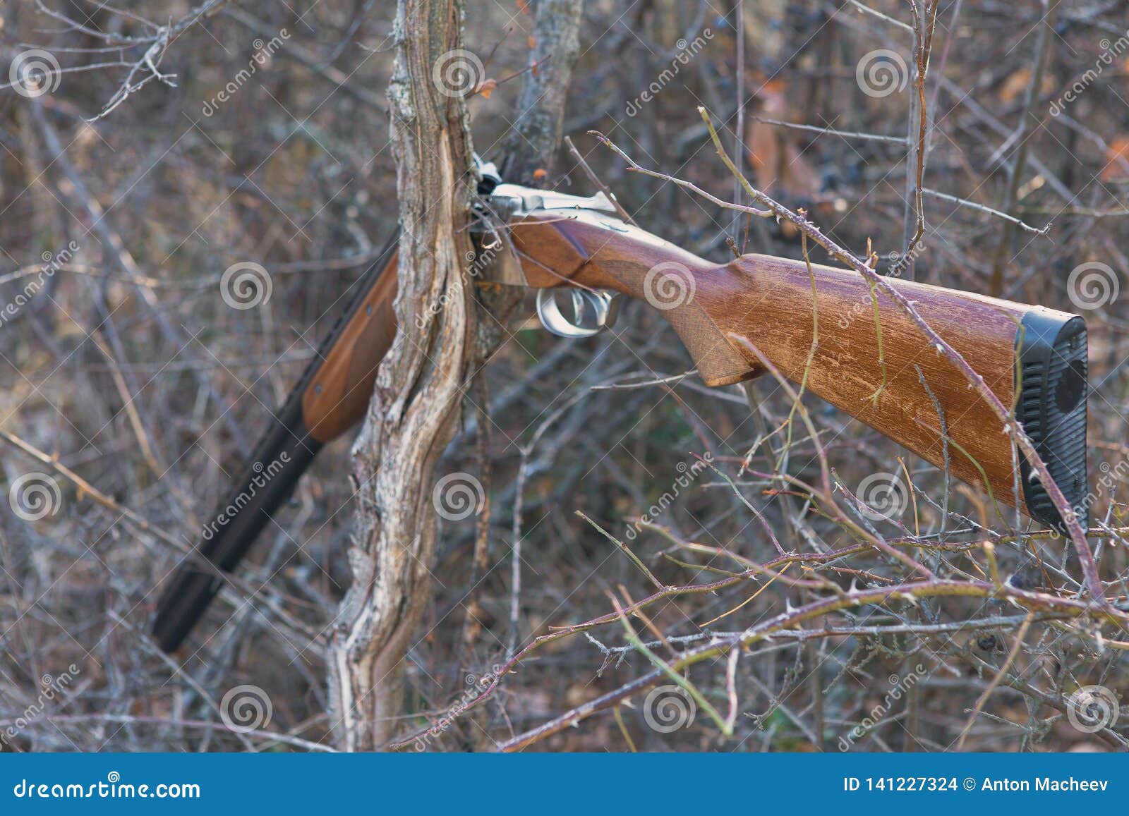 Hunting Rifle on Grass. the Beginning of the Hunting Season is Open ...