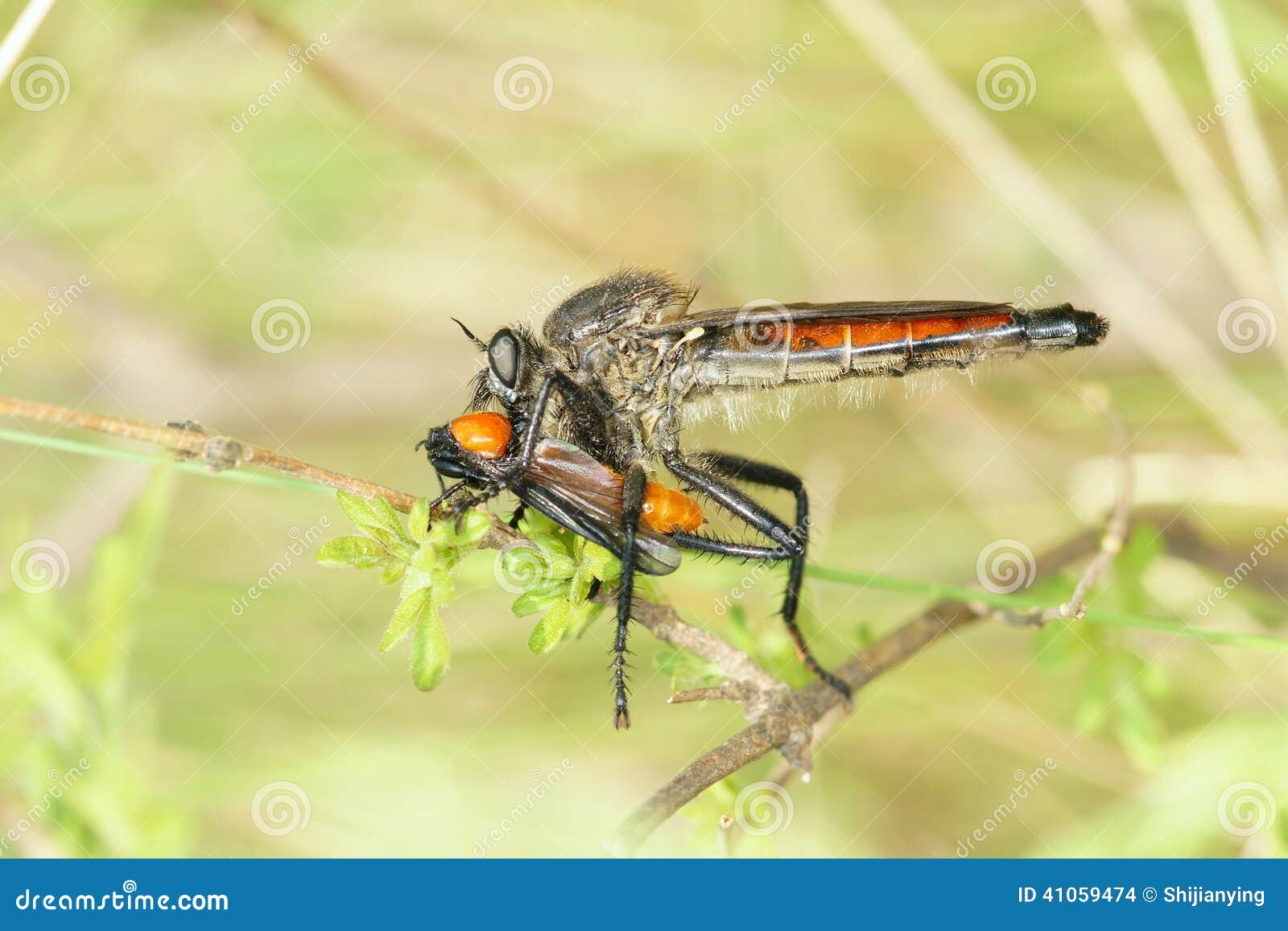 Hunting stock photo. Image of animals, insects, life - 41059474