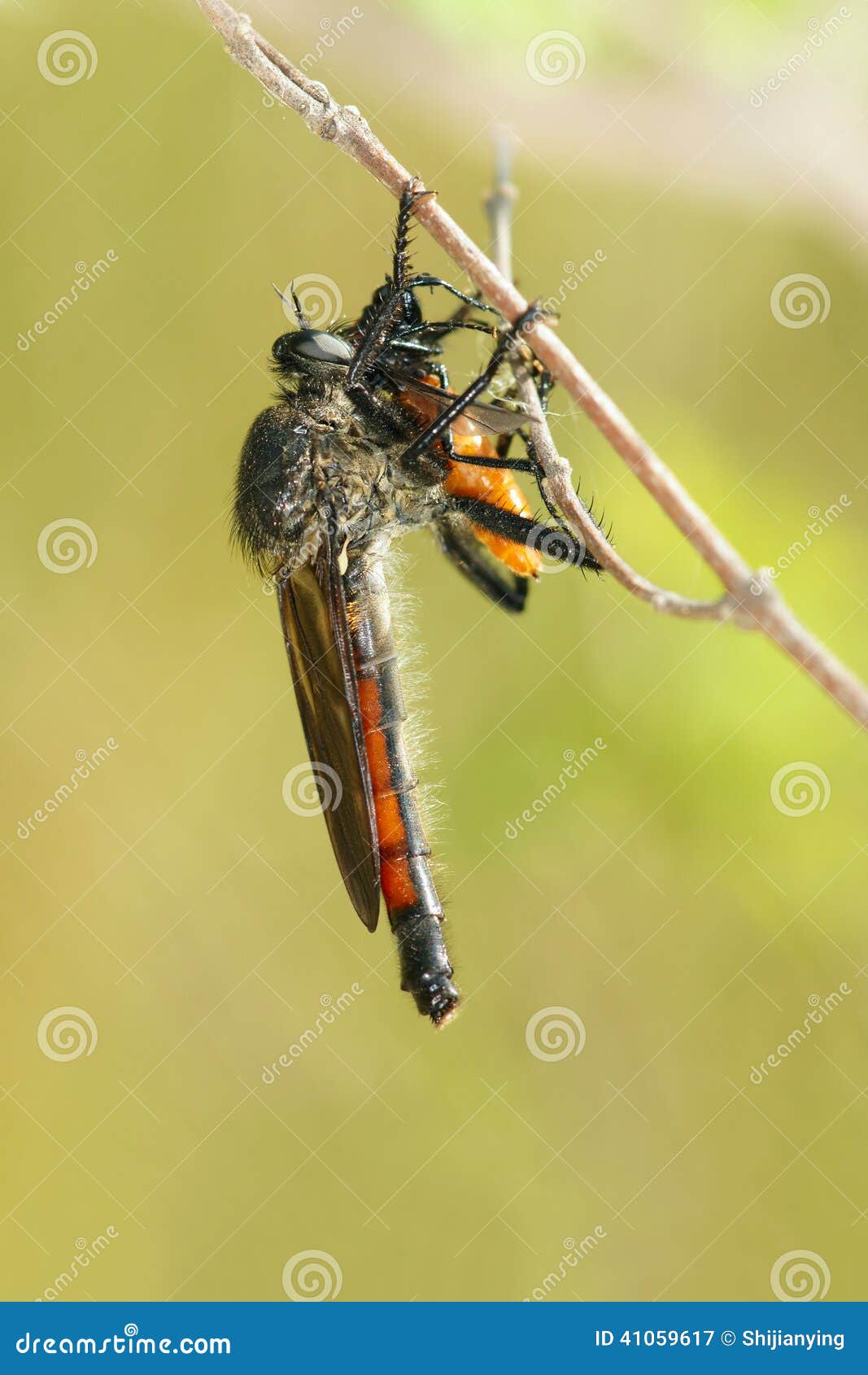 Hunting stock image. Image of wild, hunting, insects - 41059617