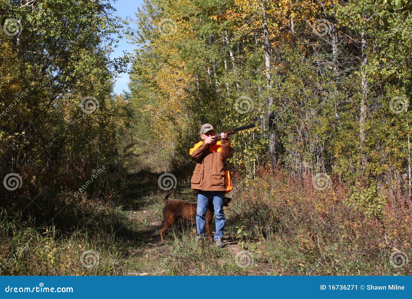 Hunting ruffed grouse stock image. Image of mating, labrador - 16736271