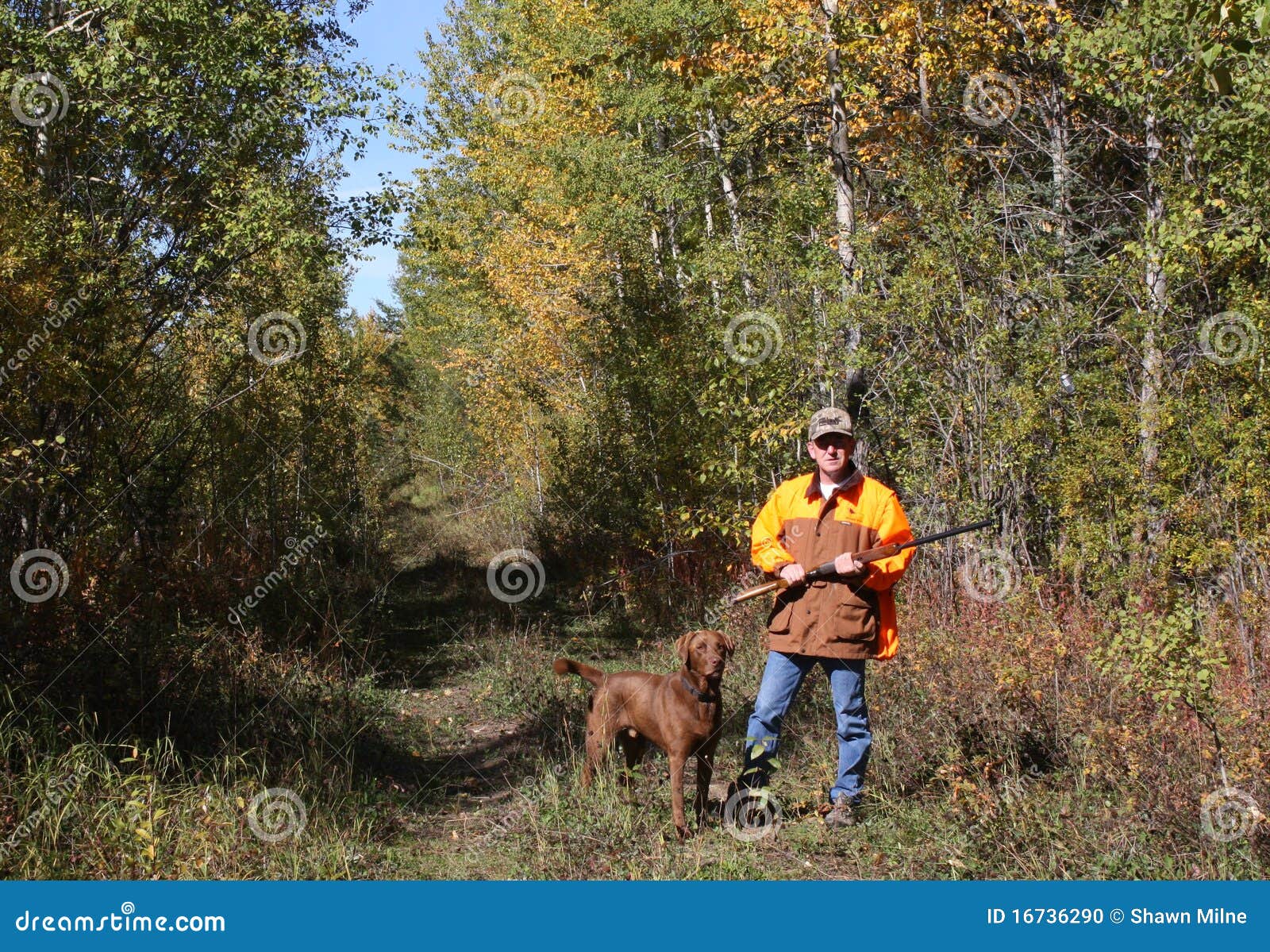 Hunting ruffed grouse stock photo. Image of grouse, native - 16736290