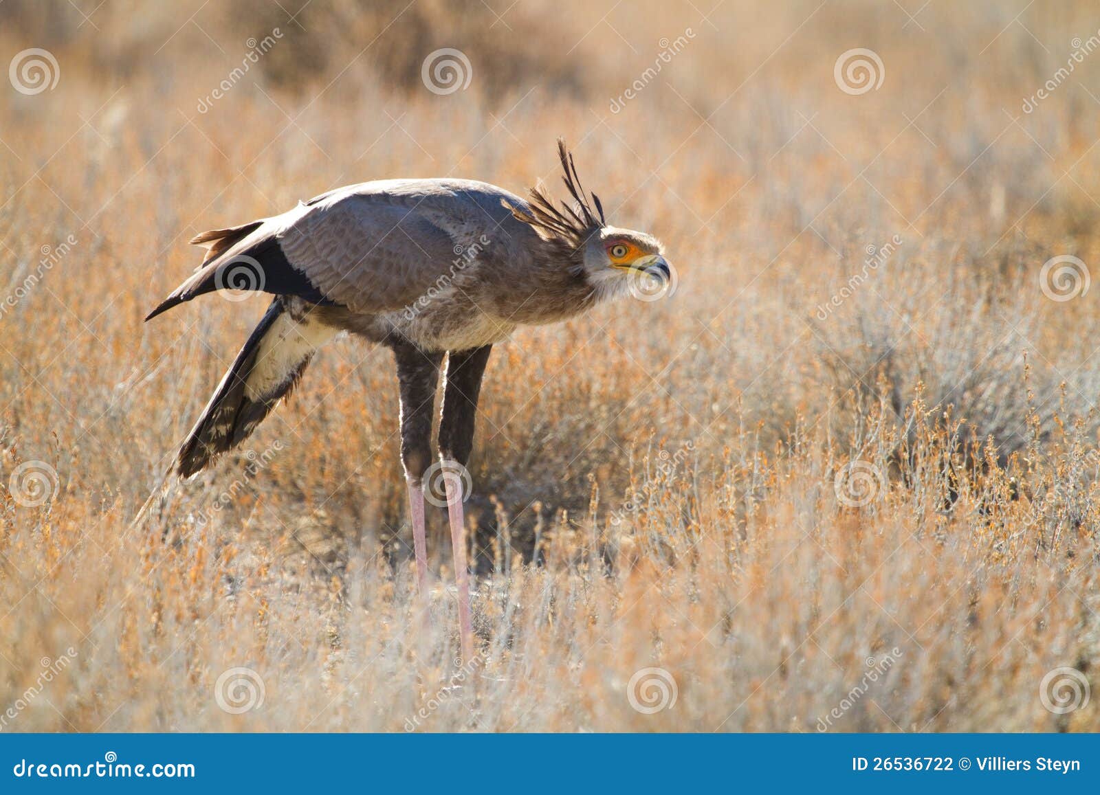 Hunting secretary bird stock photo. Image of light, daytime - 26536722