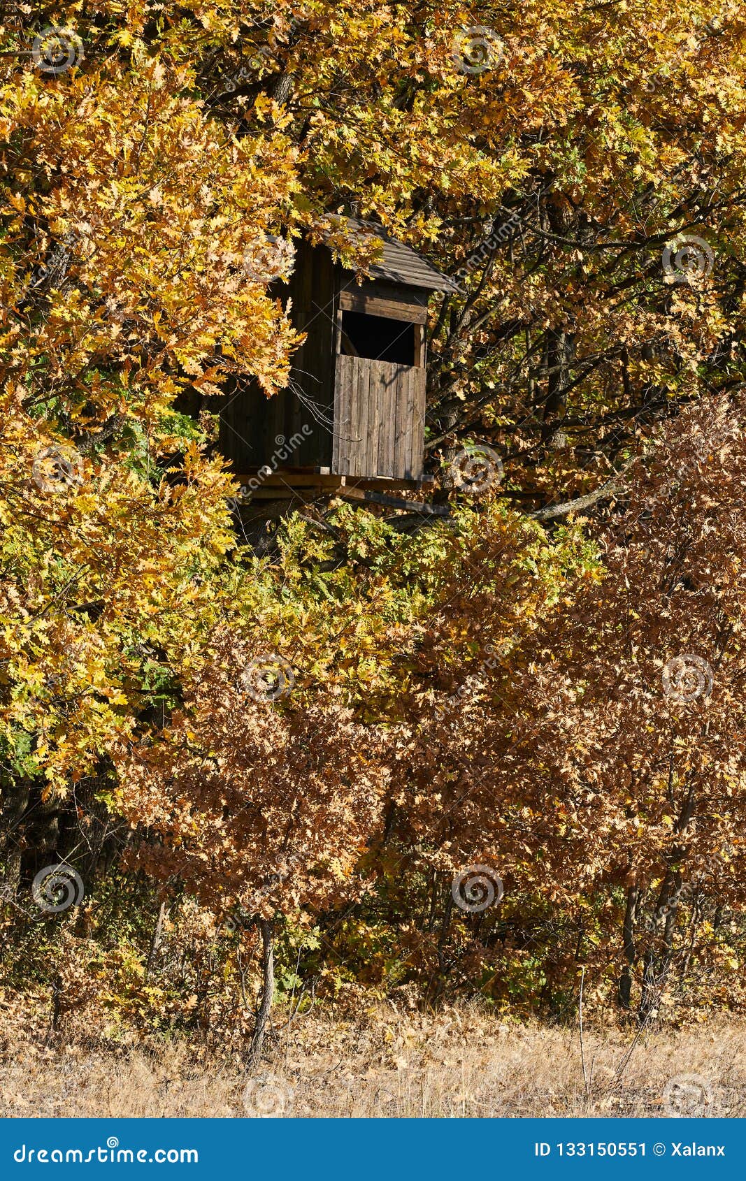 Hunting Shelter in the Forest Stock Image - Image of wooden, wood ...