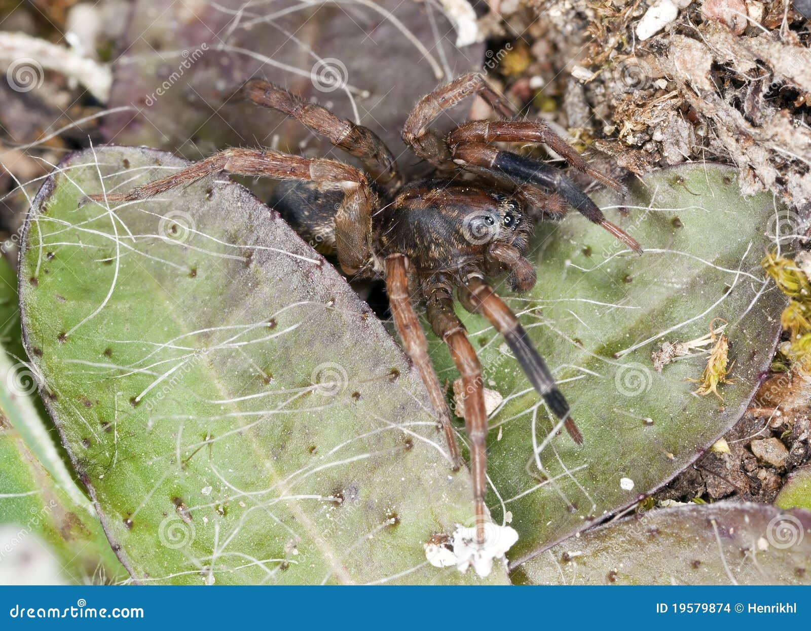 Hunting spider stock photo. Image of spider, stalker - 19579874