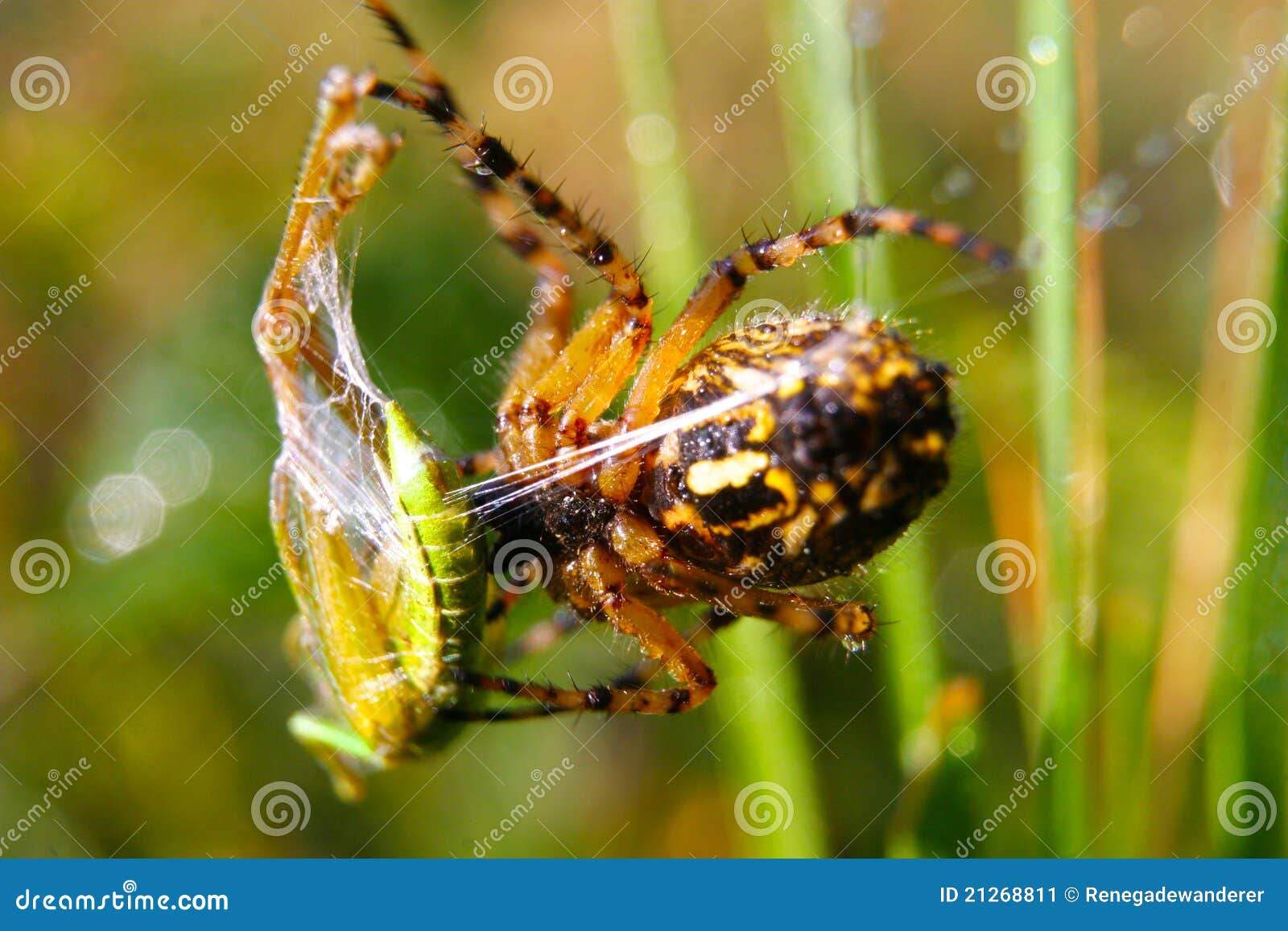 A hunting spider stock image. Image of poisonous, natural - 21268811