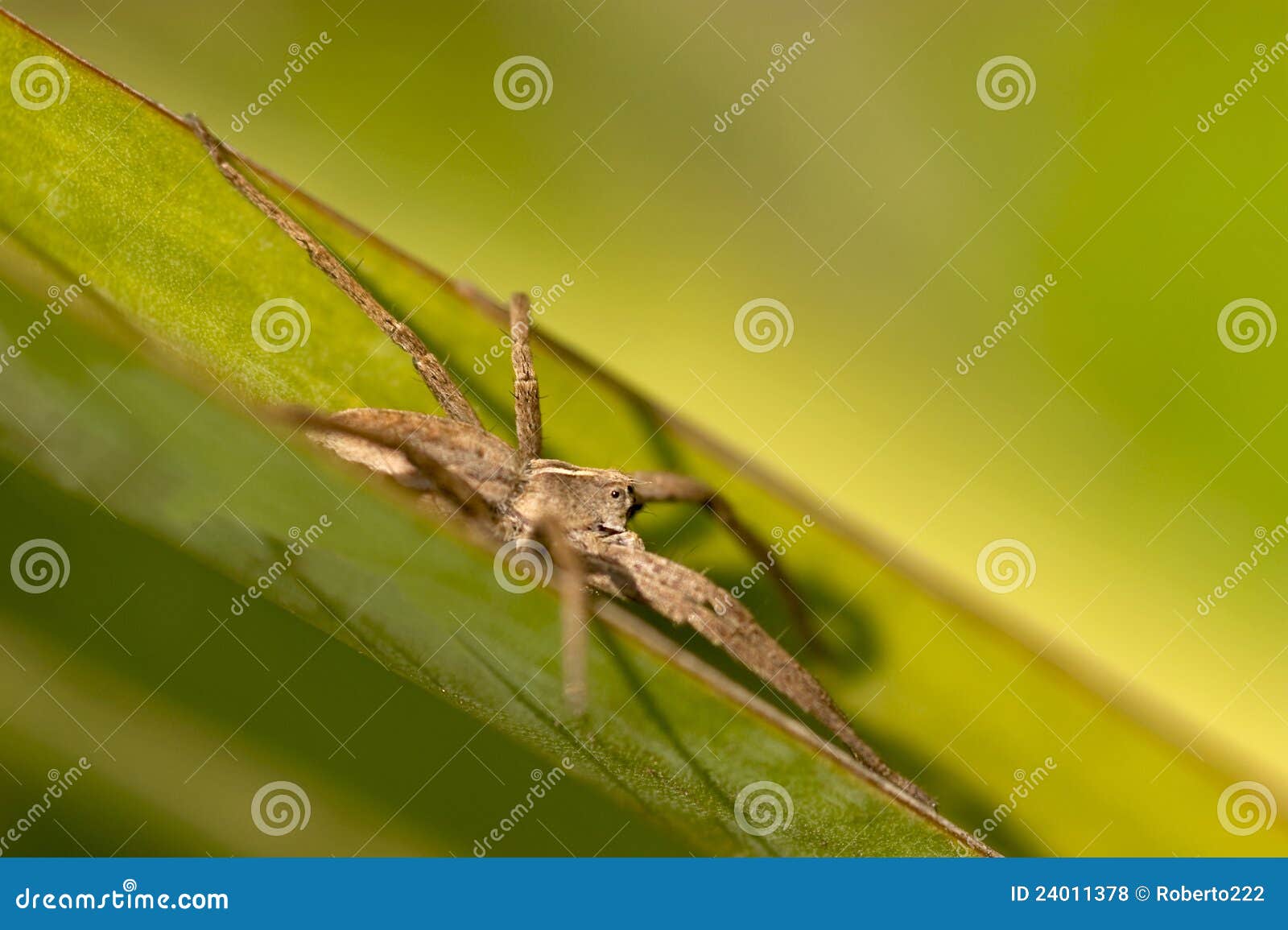 Hunting spider stock photo. Image of living, spider, nature - 24011378