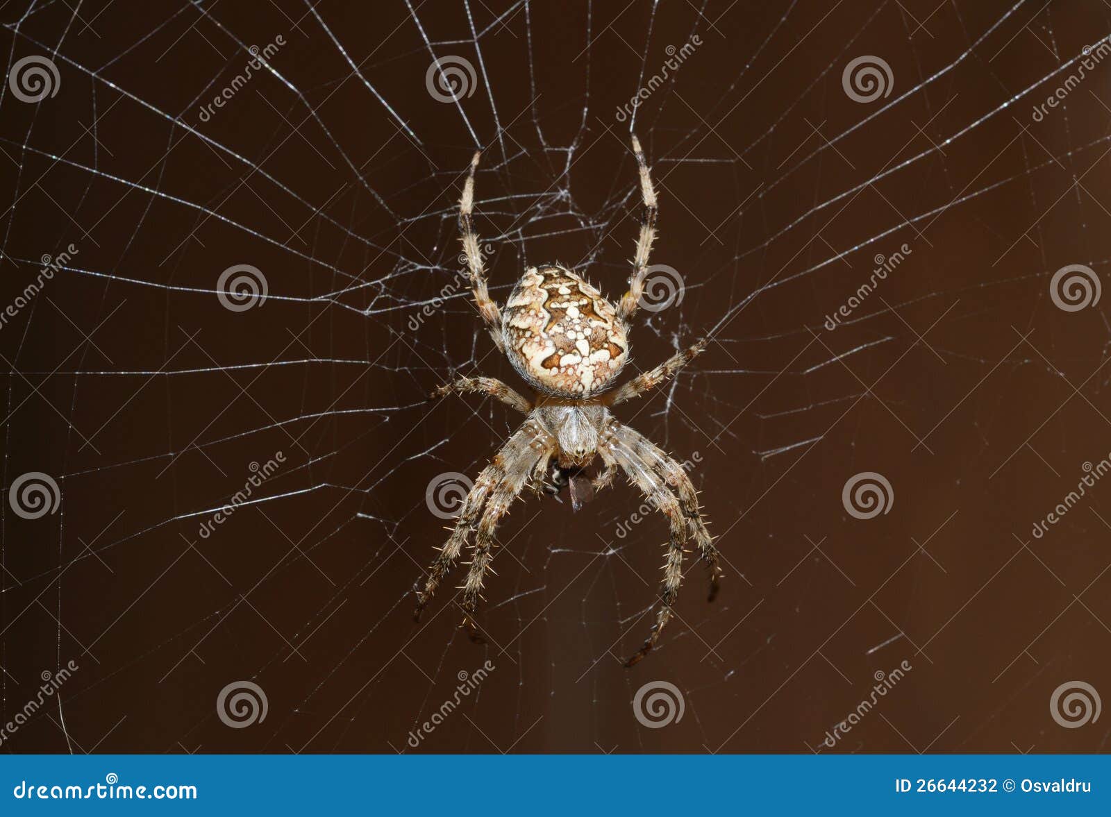 Hunting spider stock photo. Image of cross, wildlife - 26644232