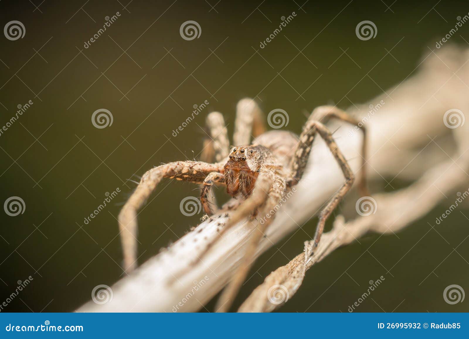 Hunting Spider stock photo. Image of fauna, green, detailed - 26995932