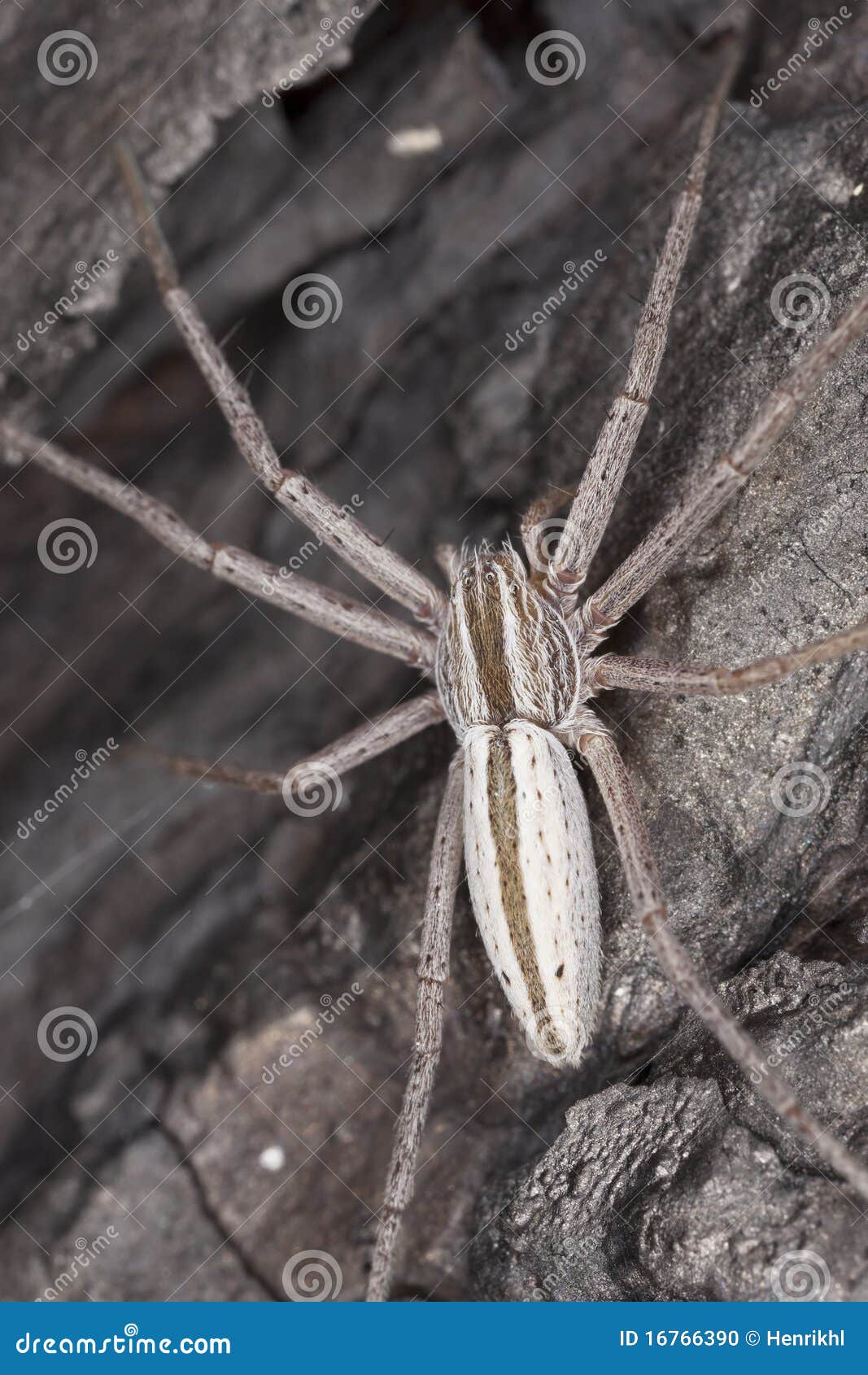 Hunting Spider Camouflaged on Wood Stock Photo - Image of front ...