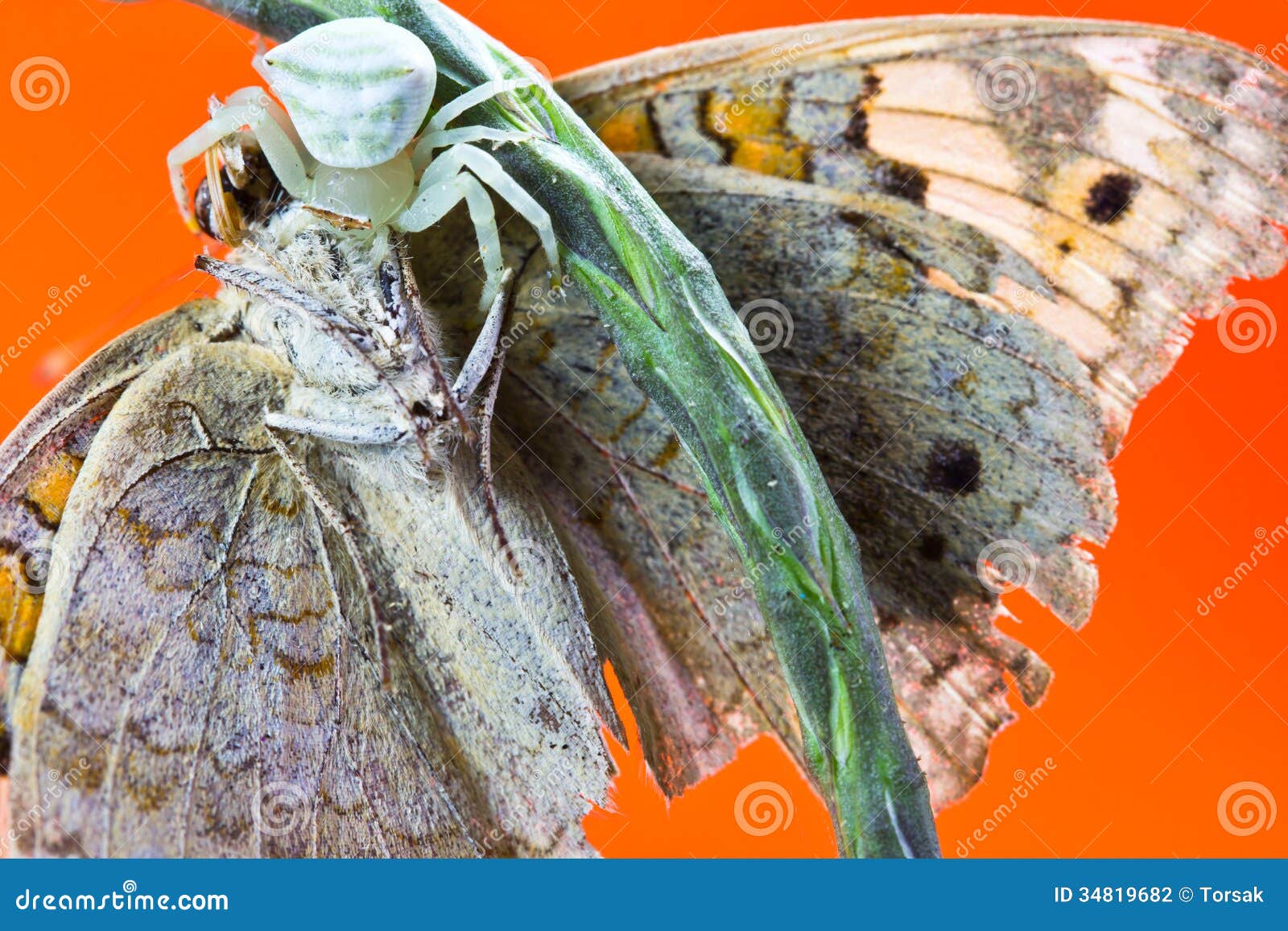 Hunting Spider Catching Butterflies Stock Photo - Image of crabspider ...