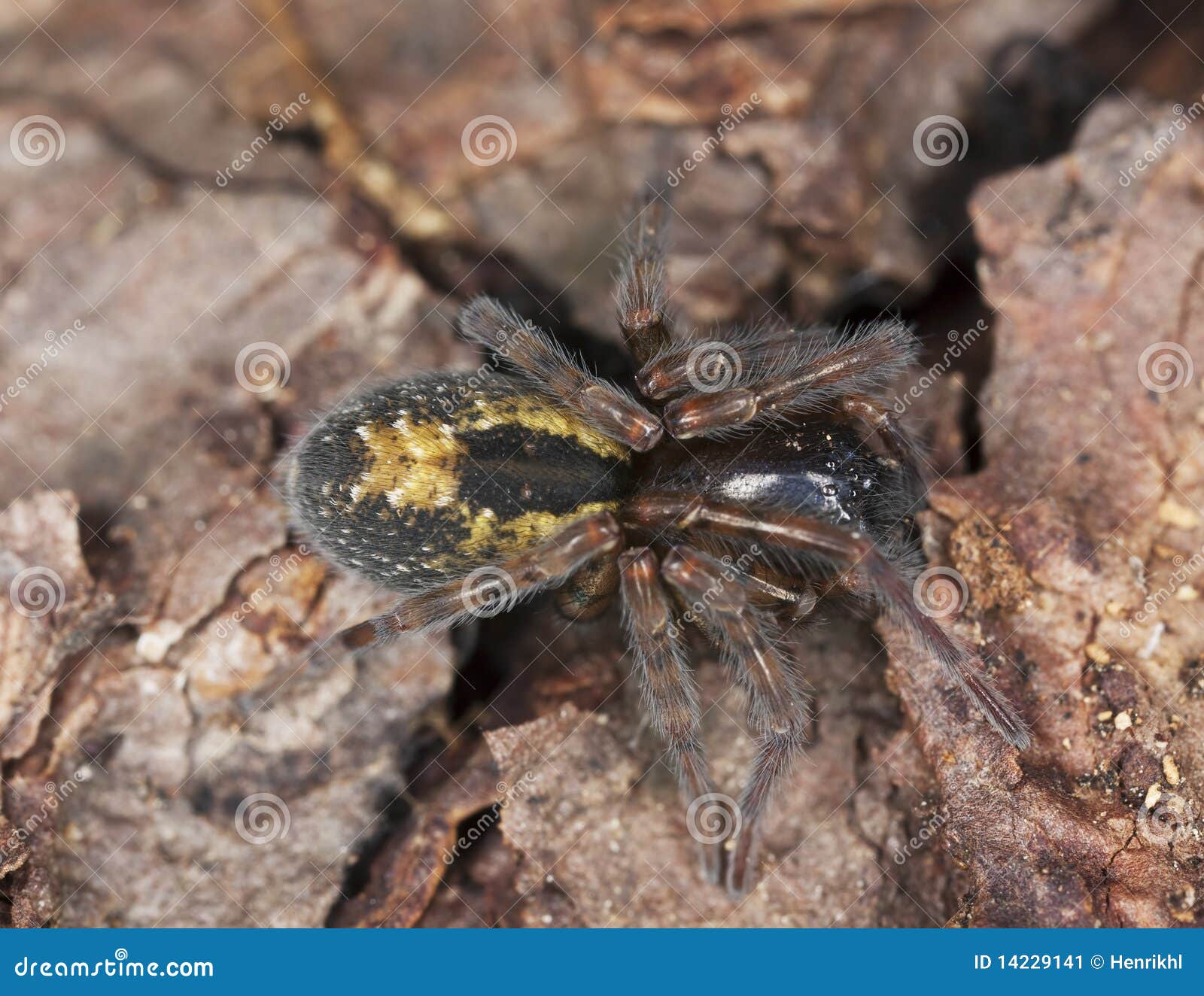 Hunting spider on ground. stock image. Image of focus - 14229141