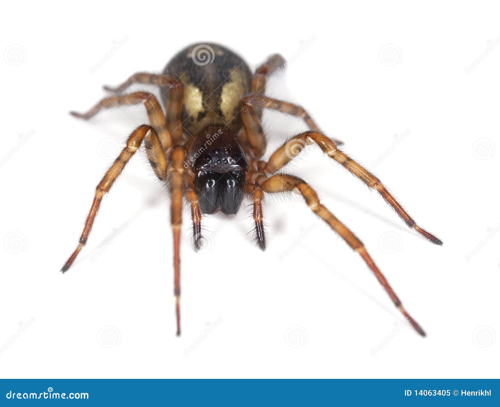 Hunting Spider Isolated on White. Stock Image - Image of predatory ...