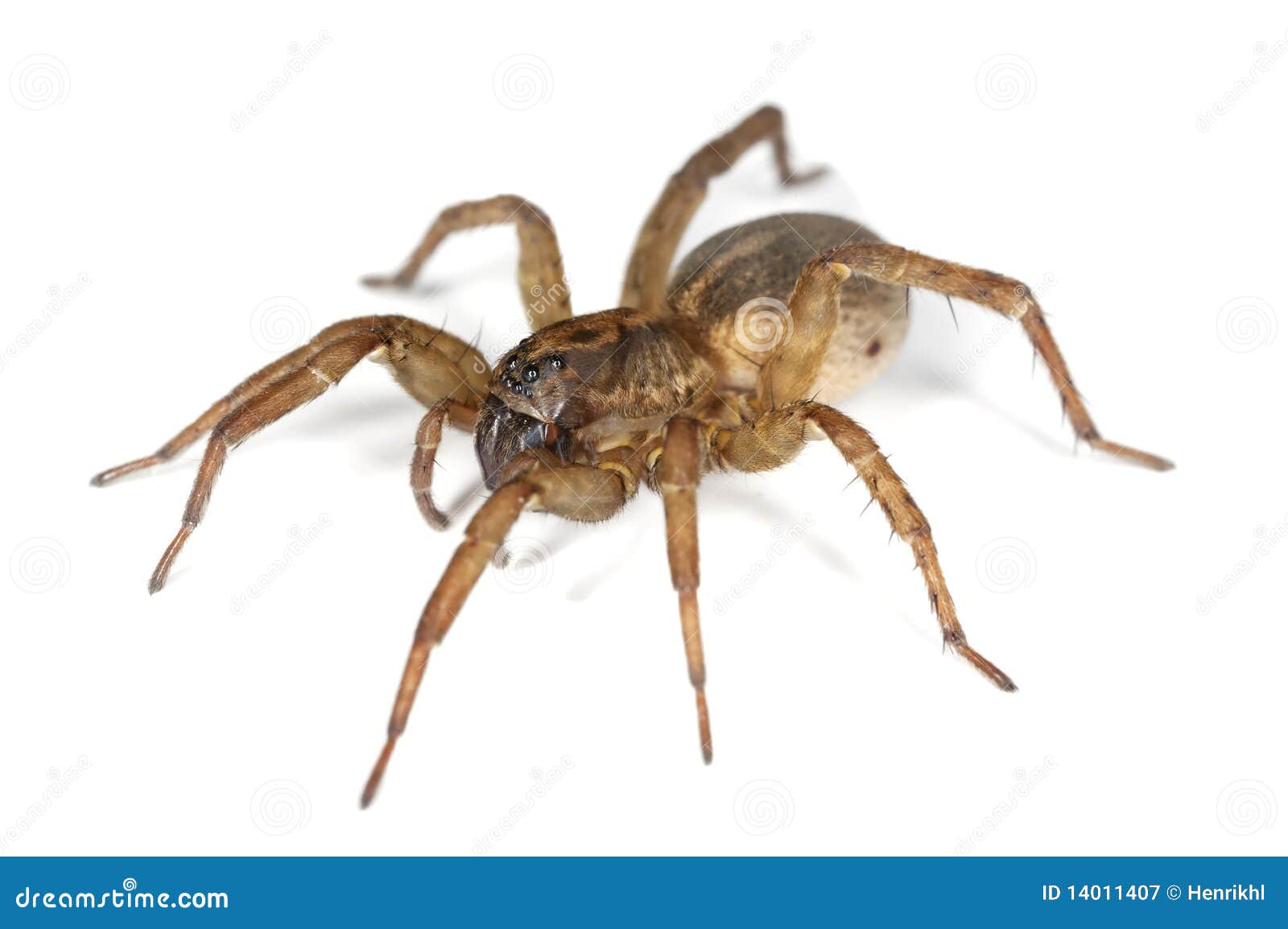 Hunting Spider Isolated On White Background. Stock Image - Image of ...