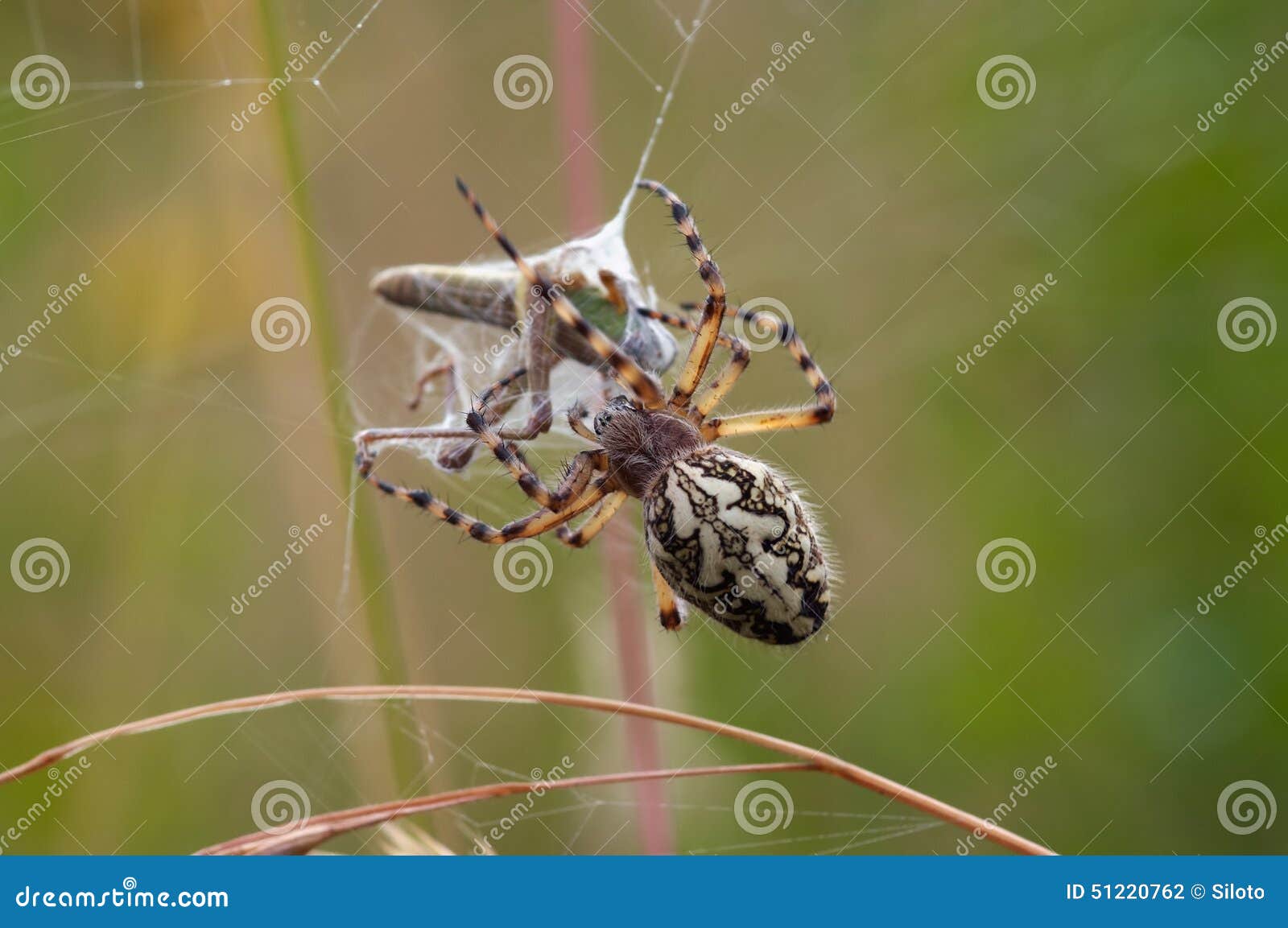 Hunting Spider stock photo. Image of vermin, spider, meat - 51220762