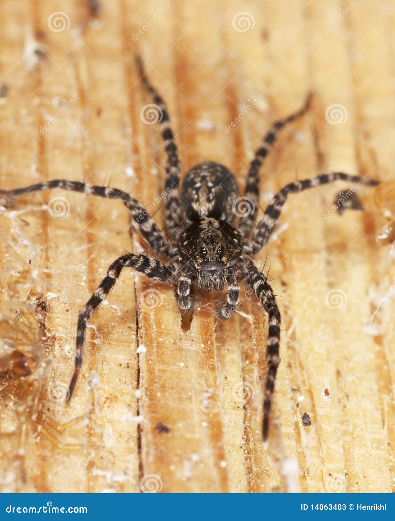 Hunting spider on wood. stock image. Image of creepy - 14063403