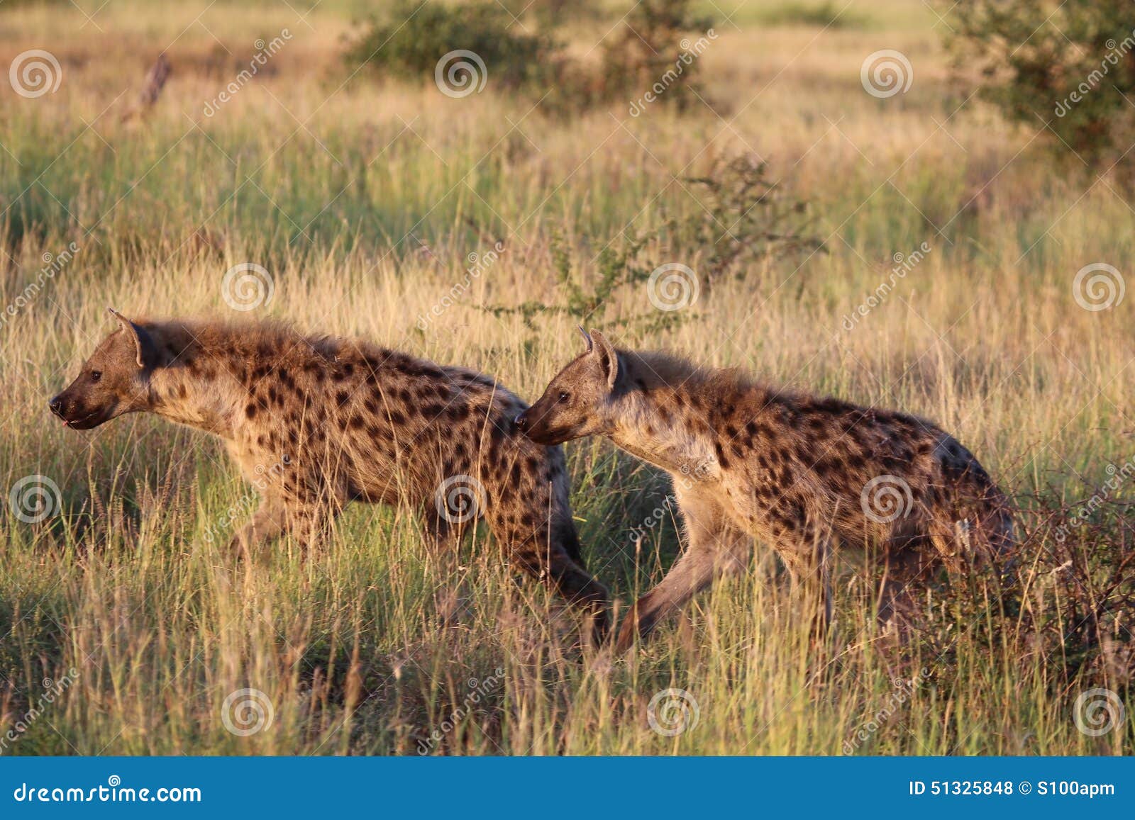Hunting spotted hyenas stock photo. Image of prowling - 51325848