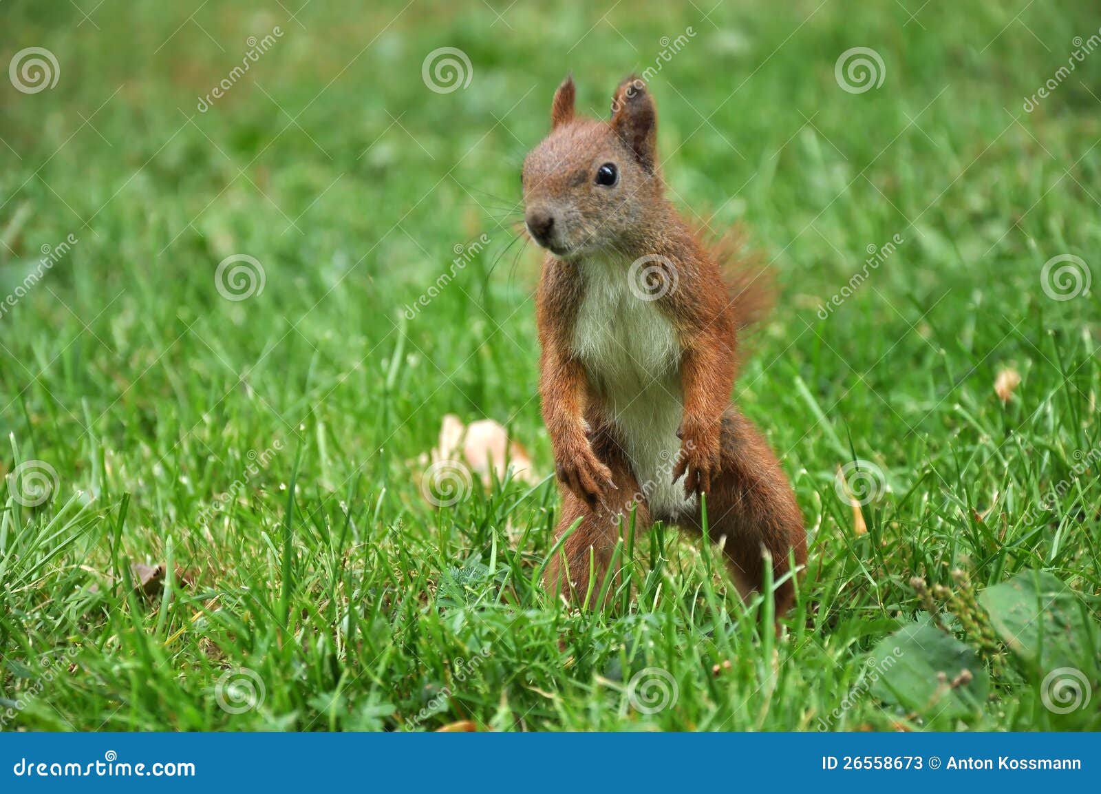 Hunting Squirrel stock image. Image of vulgaris, european - 26558673
