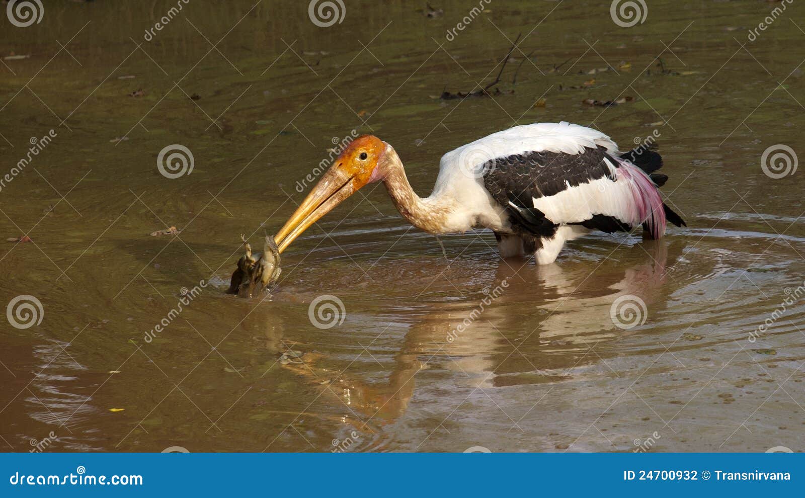 Hunting Stork stock photo. Image of hunting, park, asia - 24700932