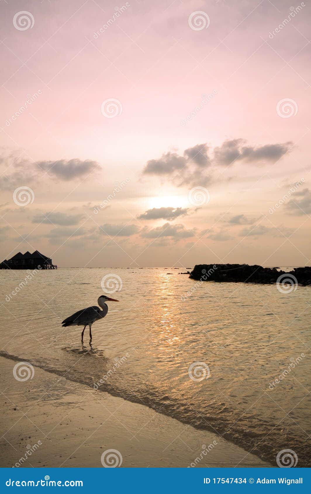 Hunting at sunset stock photo. Image of beach, water - 17547434