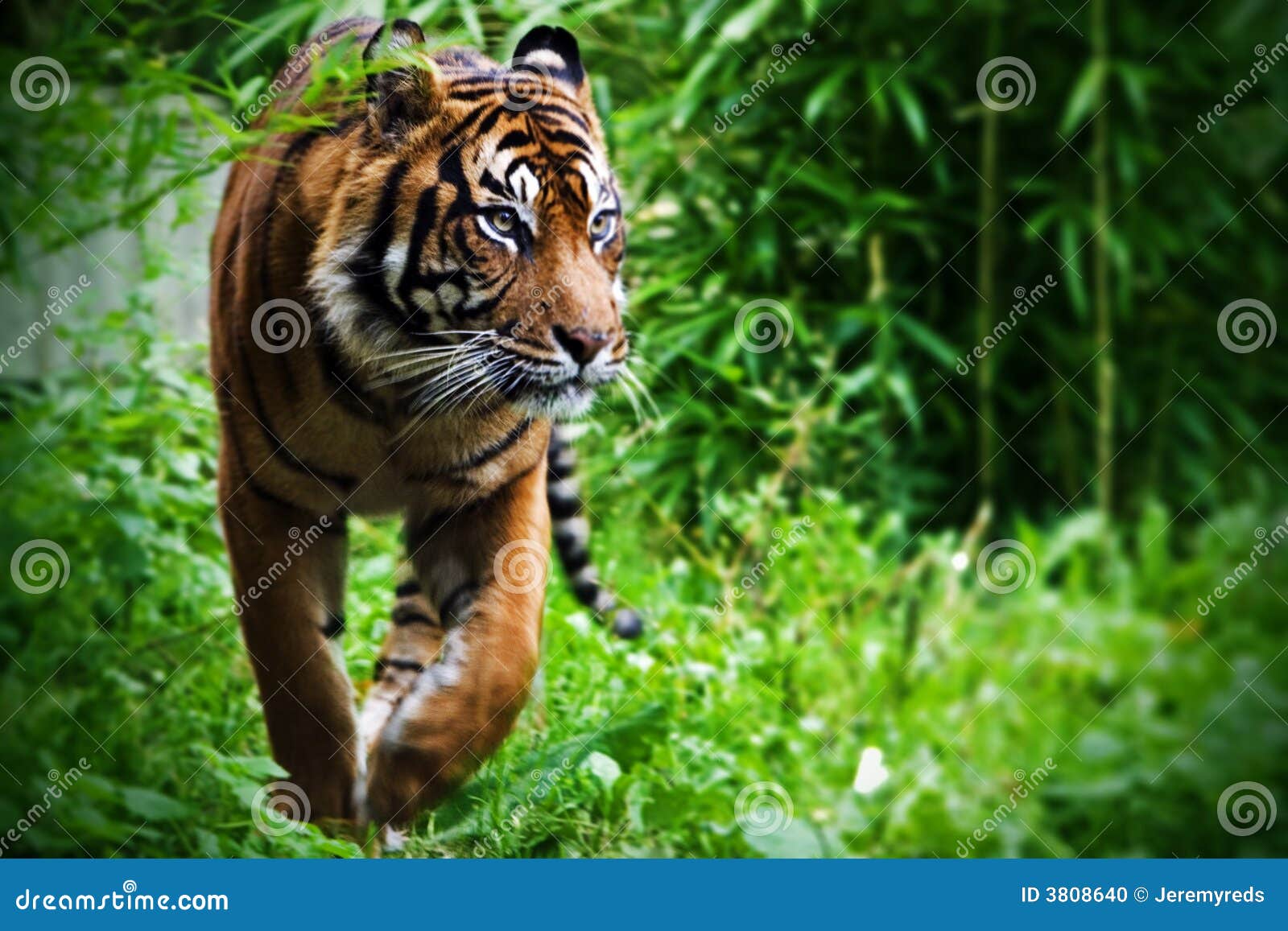 Hunting Tiger Stock Photography | CartoonDealer.com #3808640